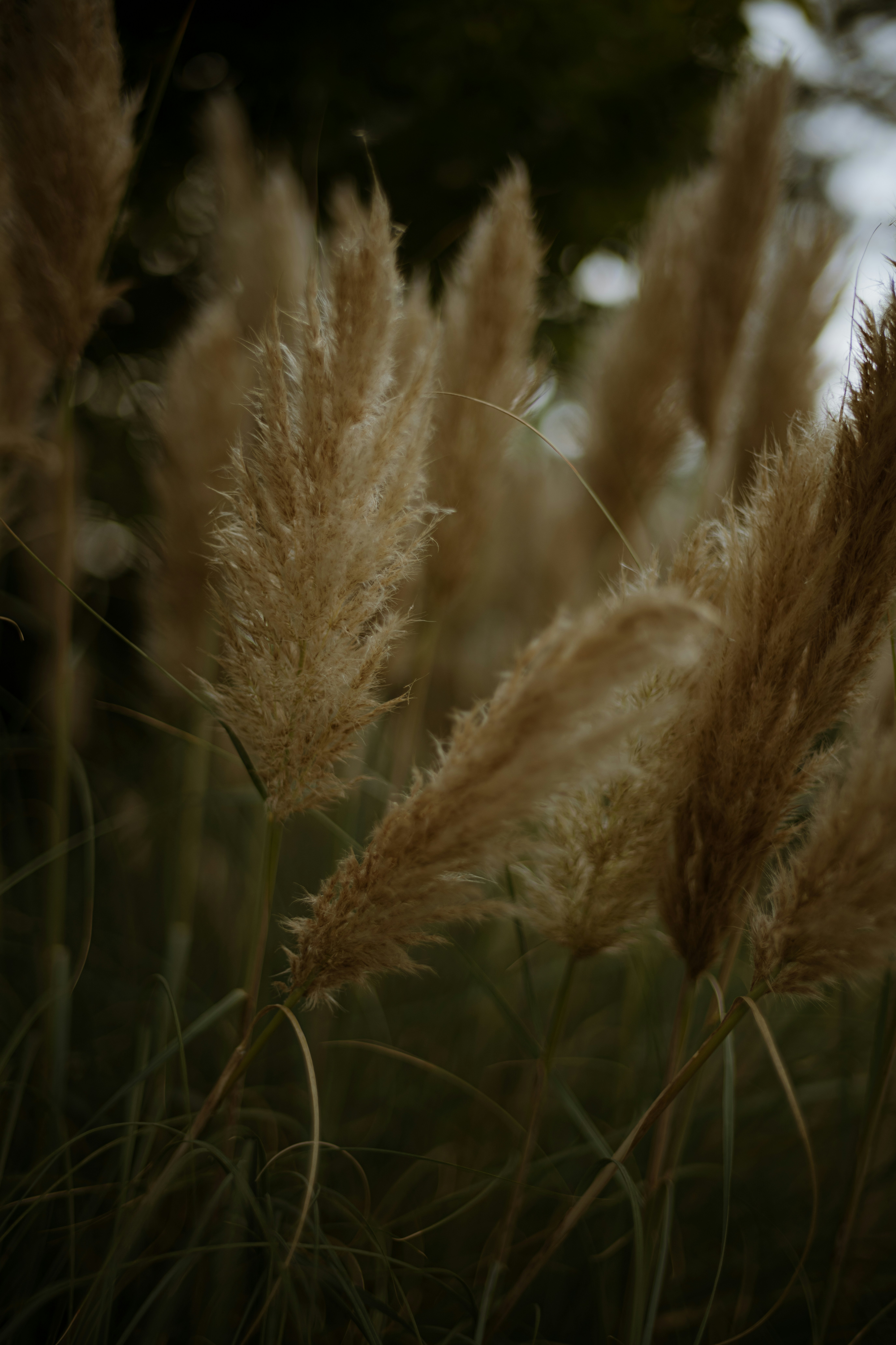 Photo by Annie Spratt with Nikon Z7