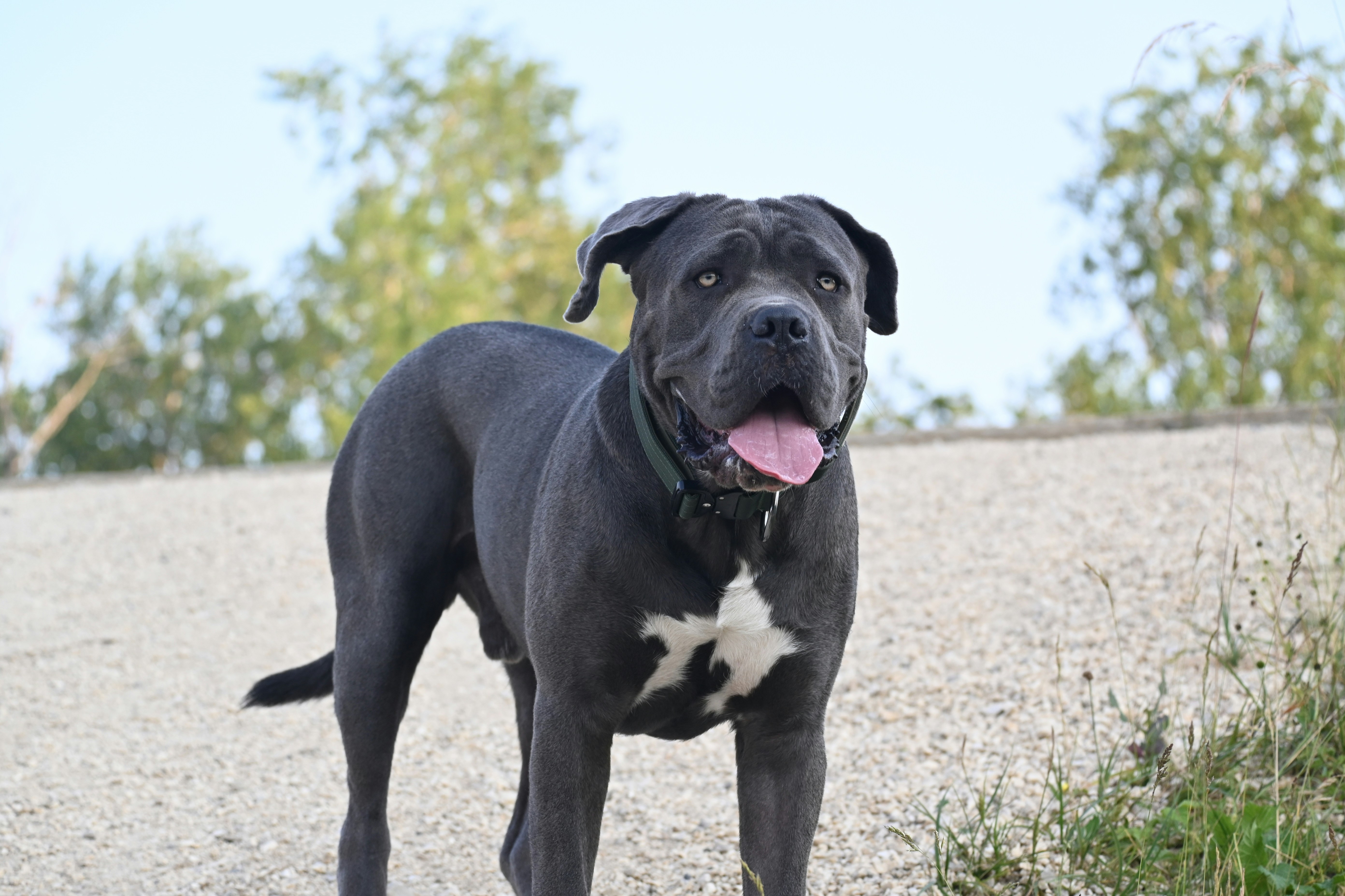 Cane Corso: The Ultimate Guardian and Companion