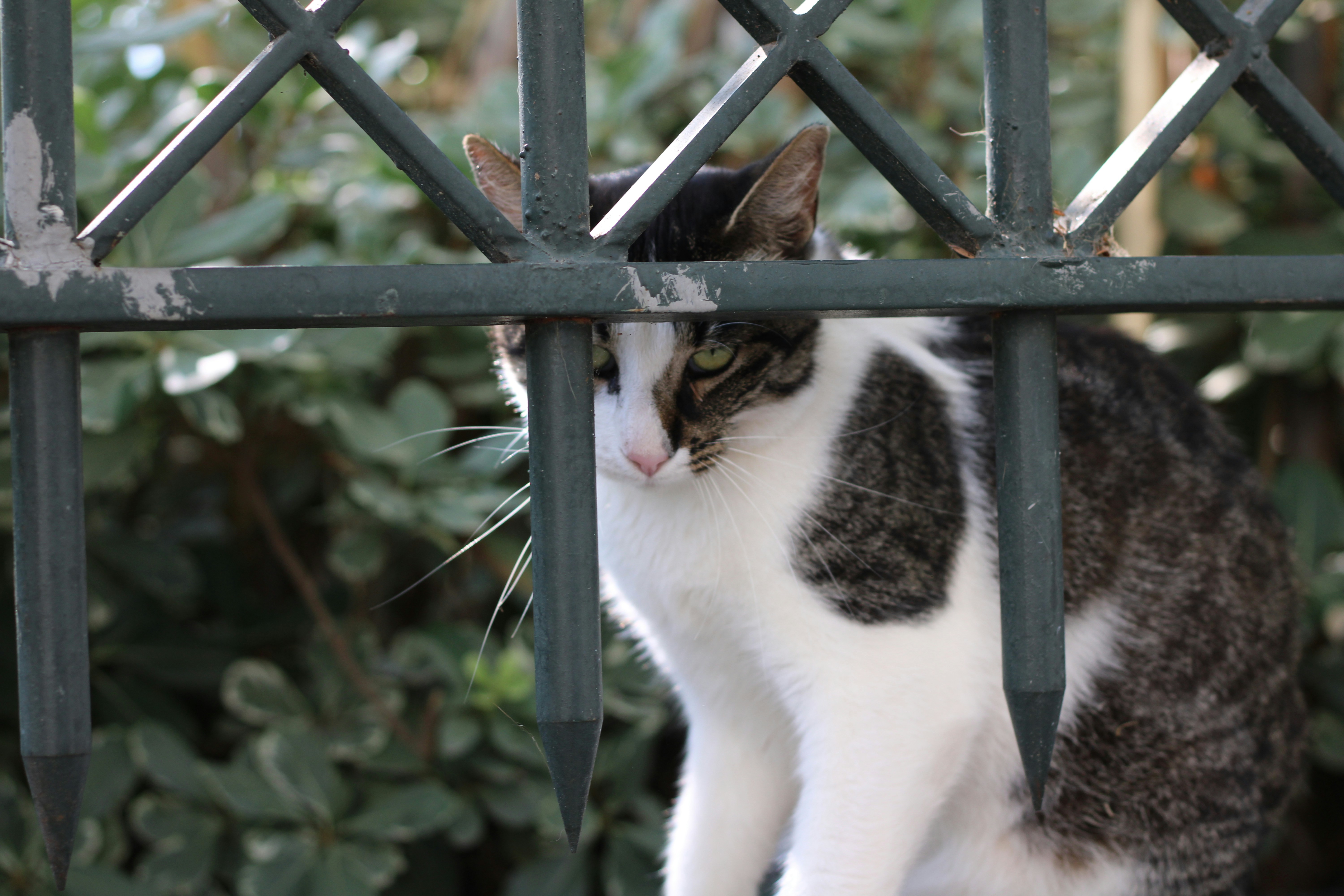 A wild cat in the urban center of ancient Athens.