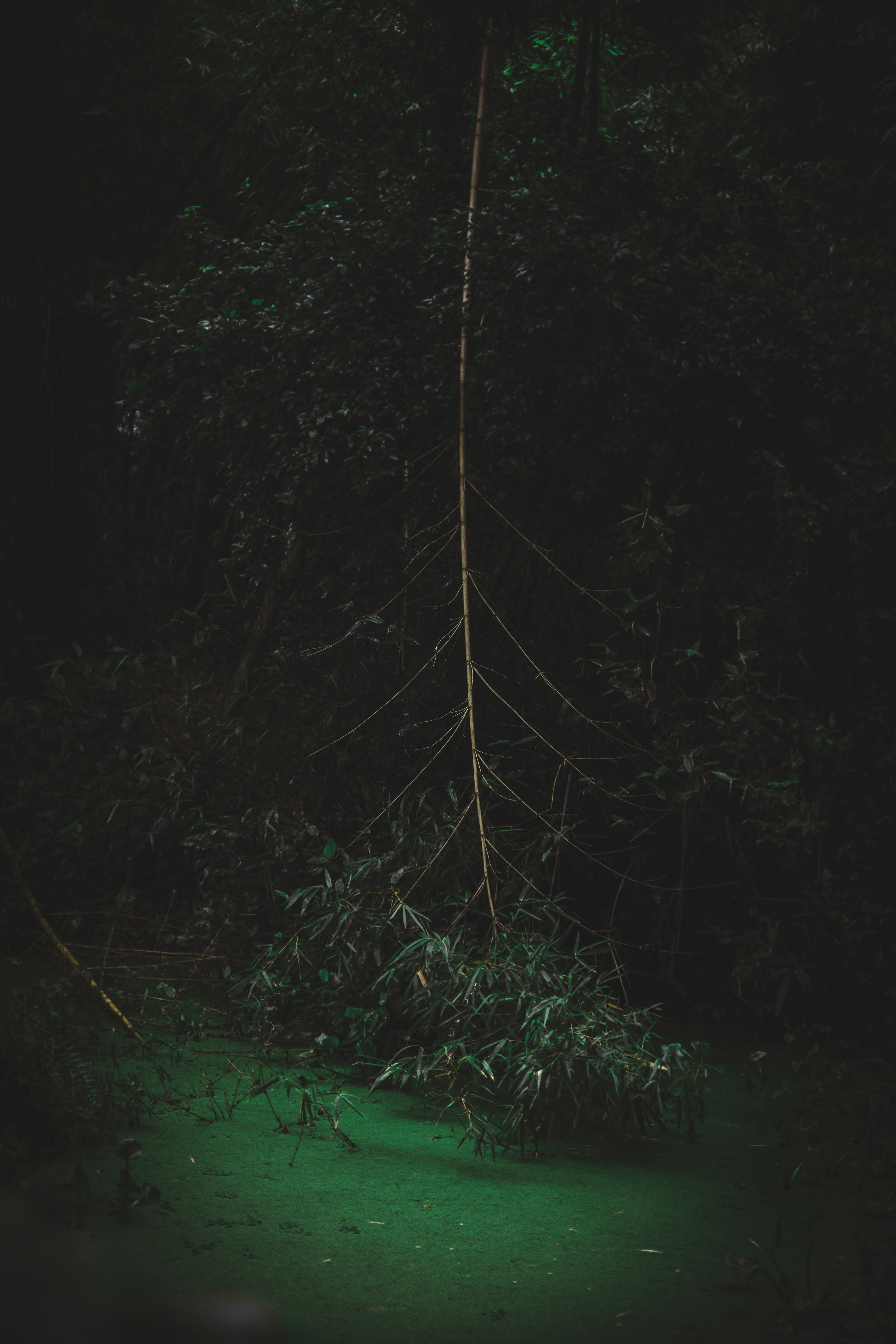 Lone Skeleton of the Green Mire