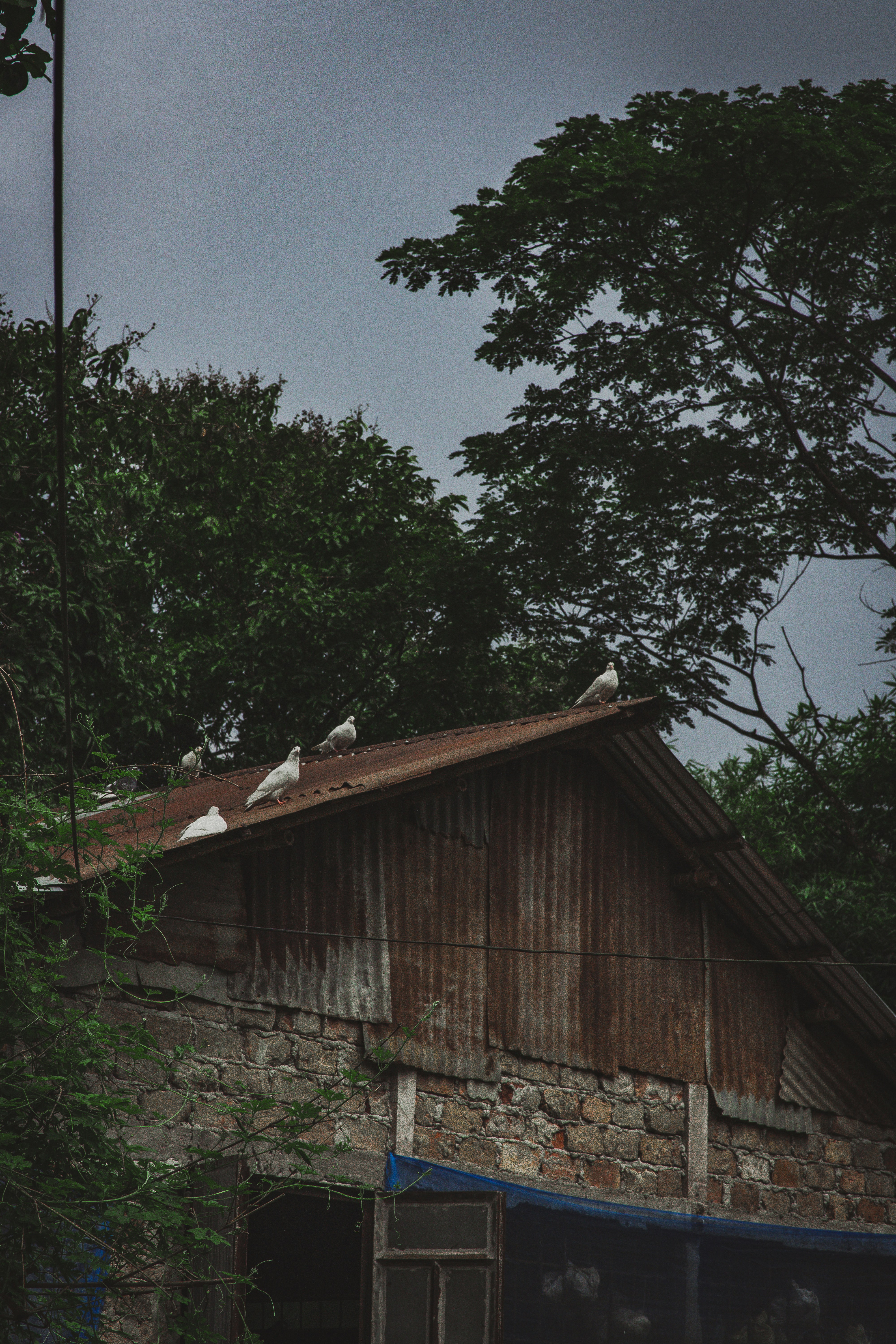 Pigeons Perch Along a Weathered Barn Ridge