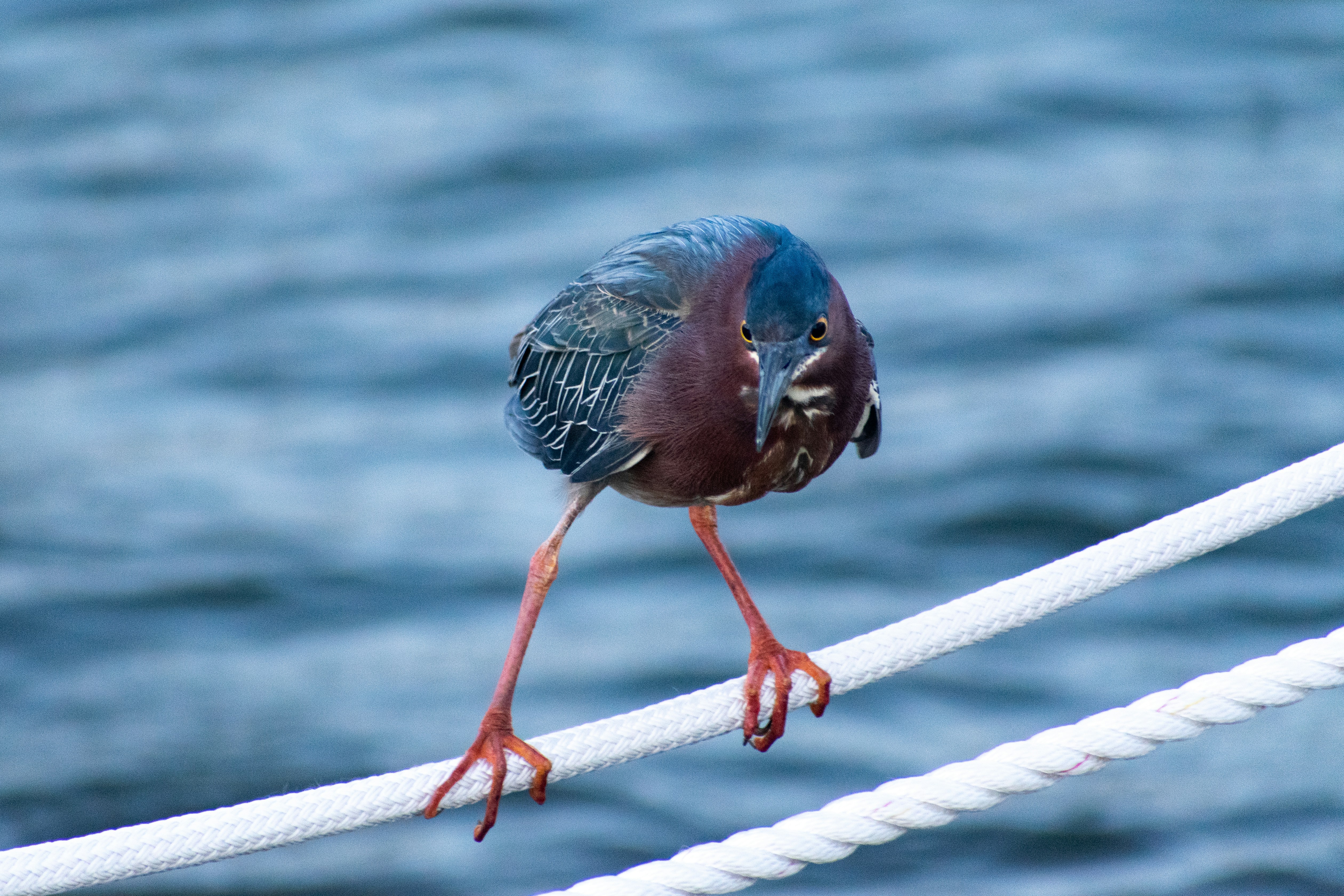 Purple Gallinule Balancing on a White Rope Over Sea-Blue Water