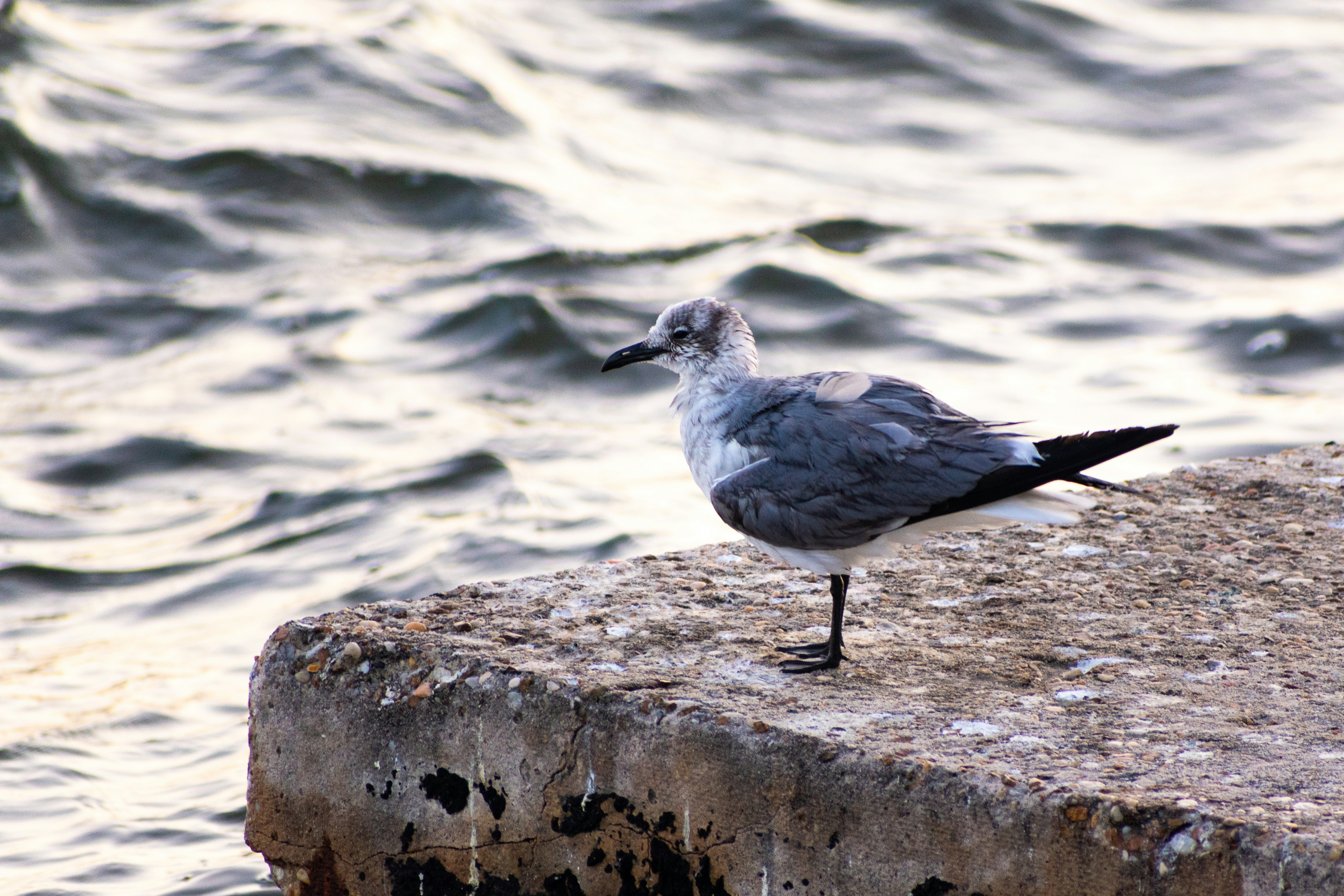 Photo by Robin Teng with Nikon D3400