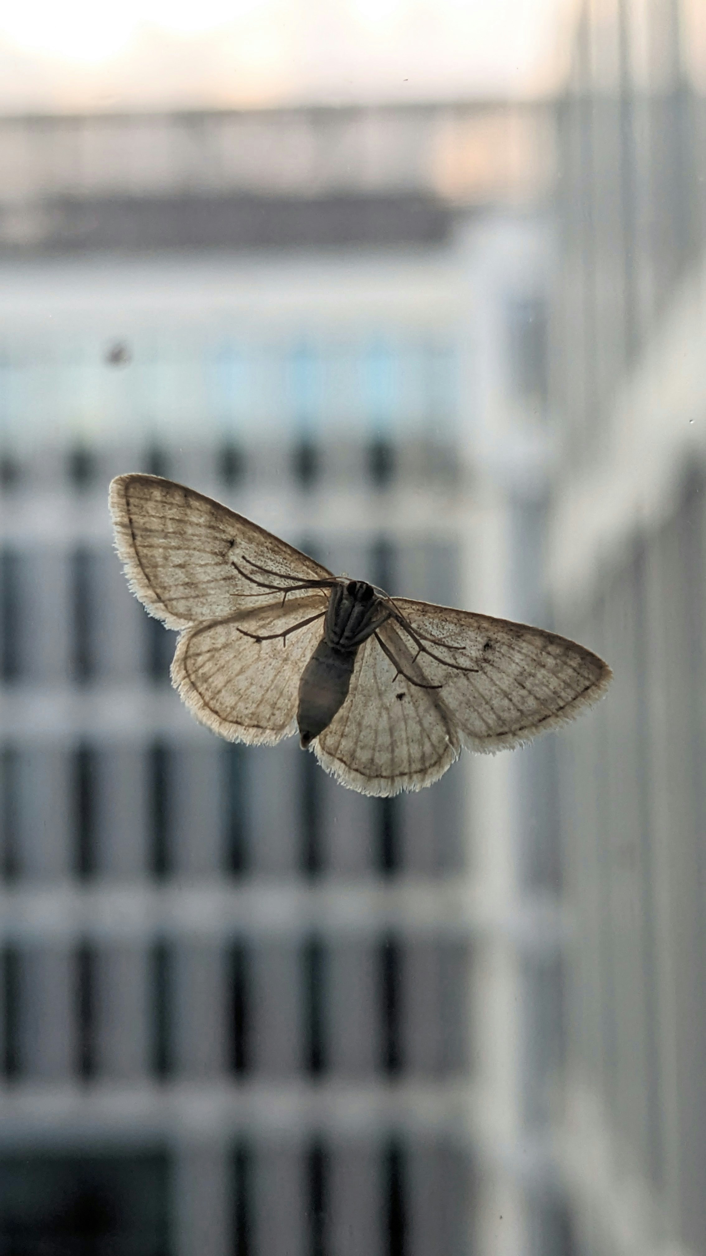 A moth that is sitting on a window sill photo – Free Butterfly Image on ...