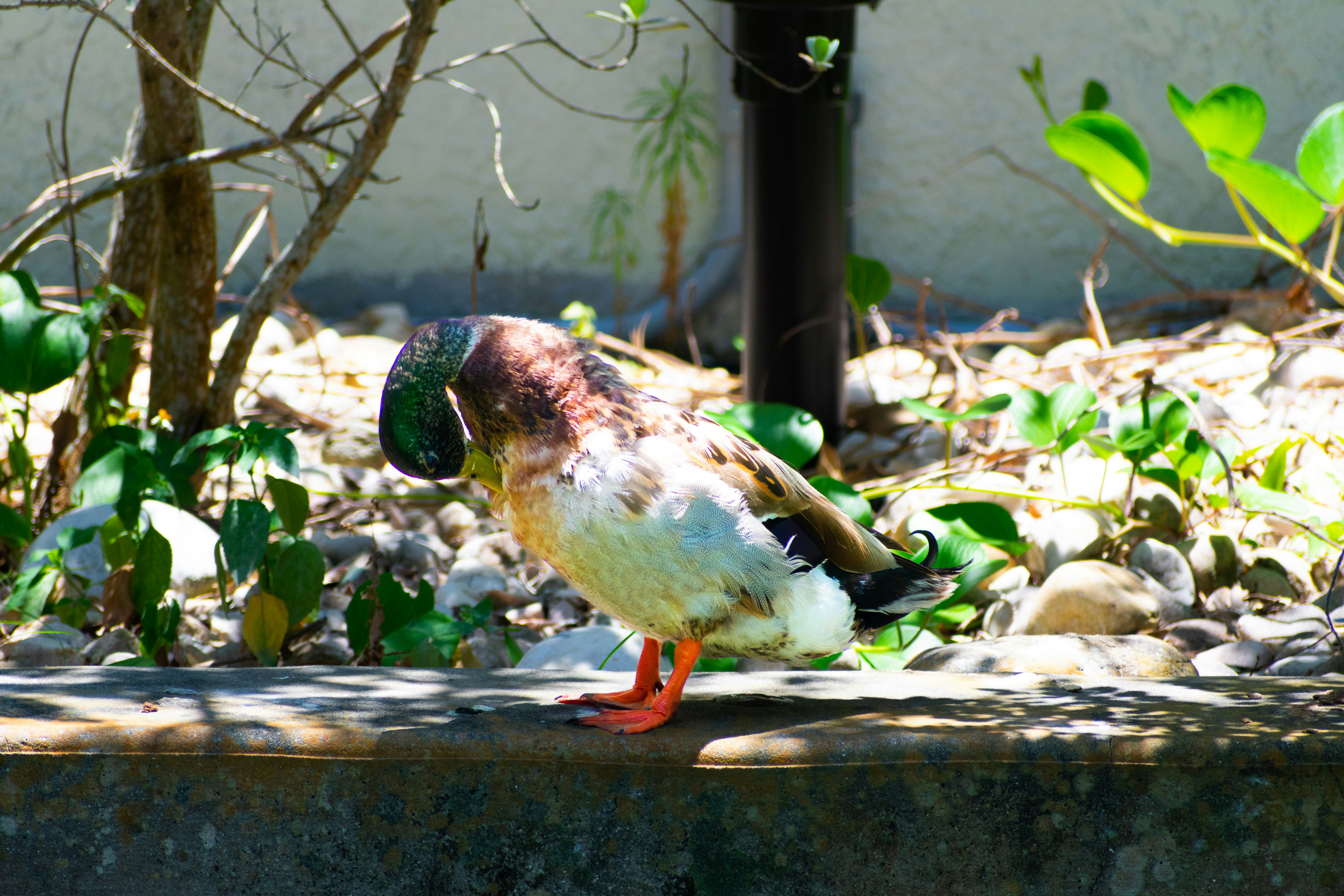 Sunlit Garden Perch: A purple-headed waterbird on a stone ledge