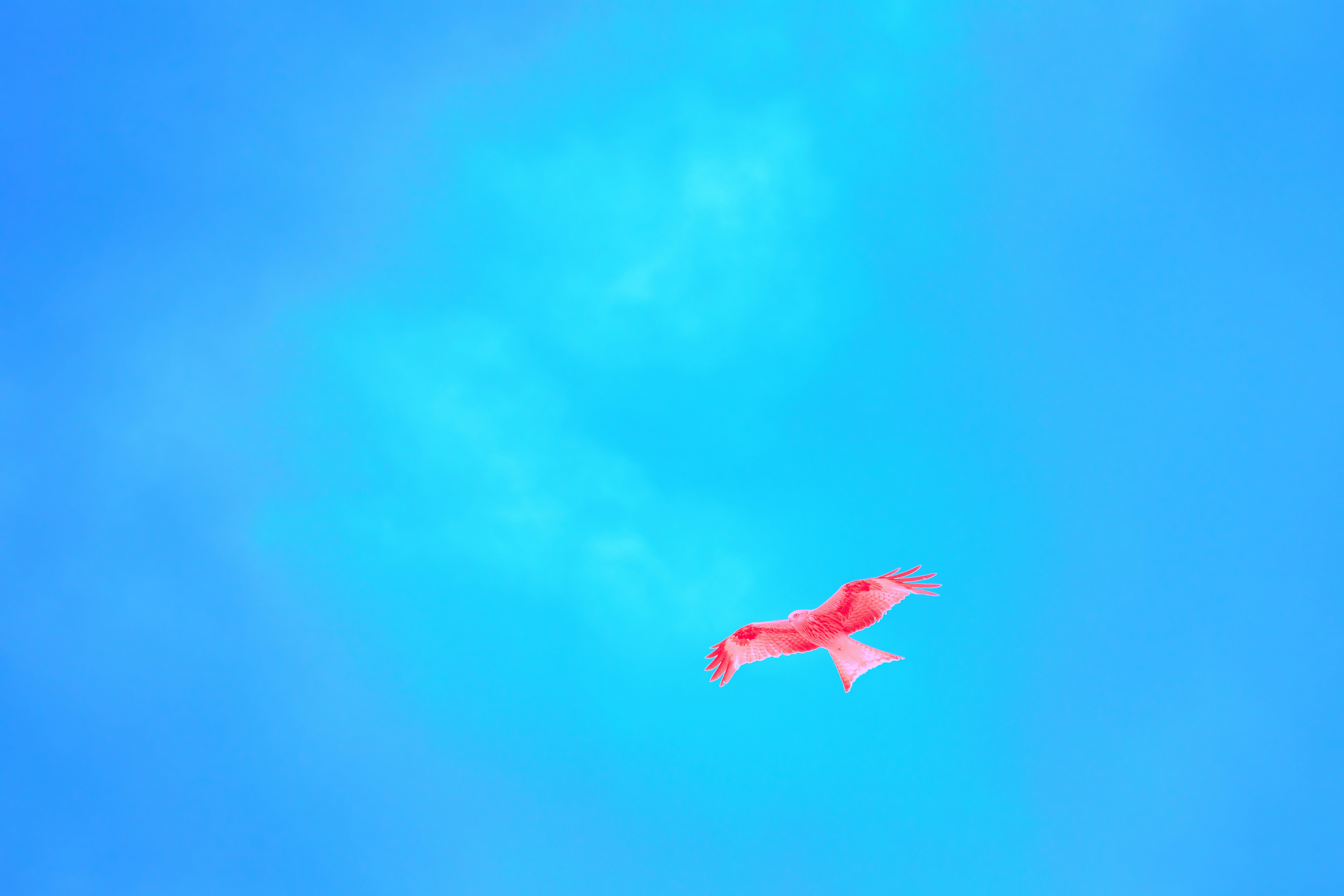 Photo by Wolfgang Hasselmann with Sony Alpha 7 IV