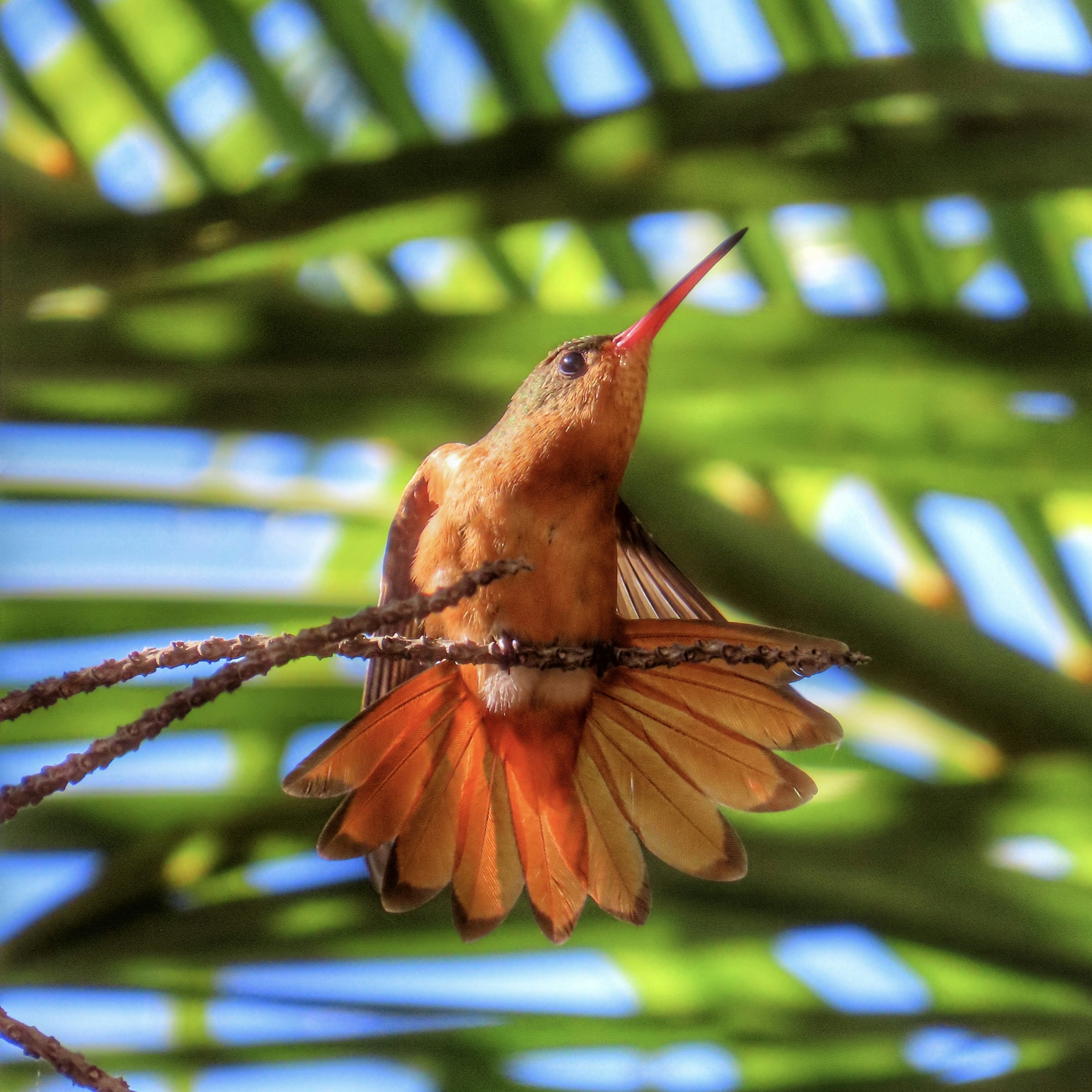 Beak to the Sky: Hummingbird Amid Sunlit Palm Fronds