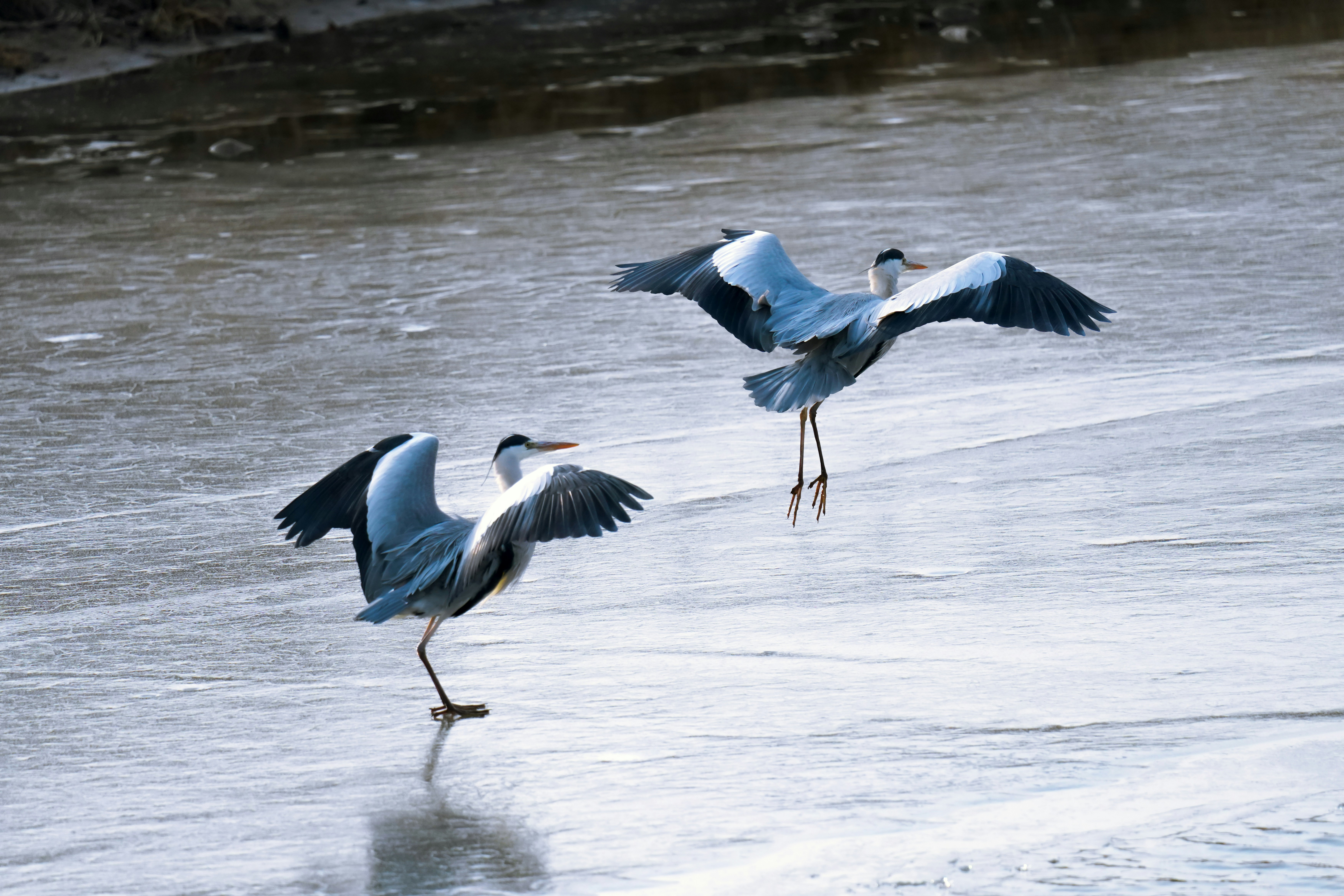 Against the Glide: Two Snowy Egrets in Quiet Shoreline Skimming
