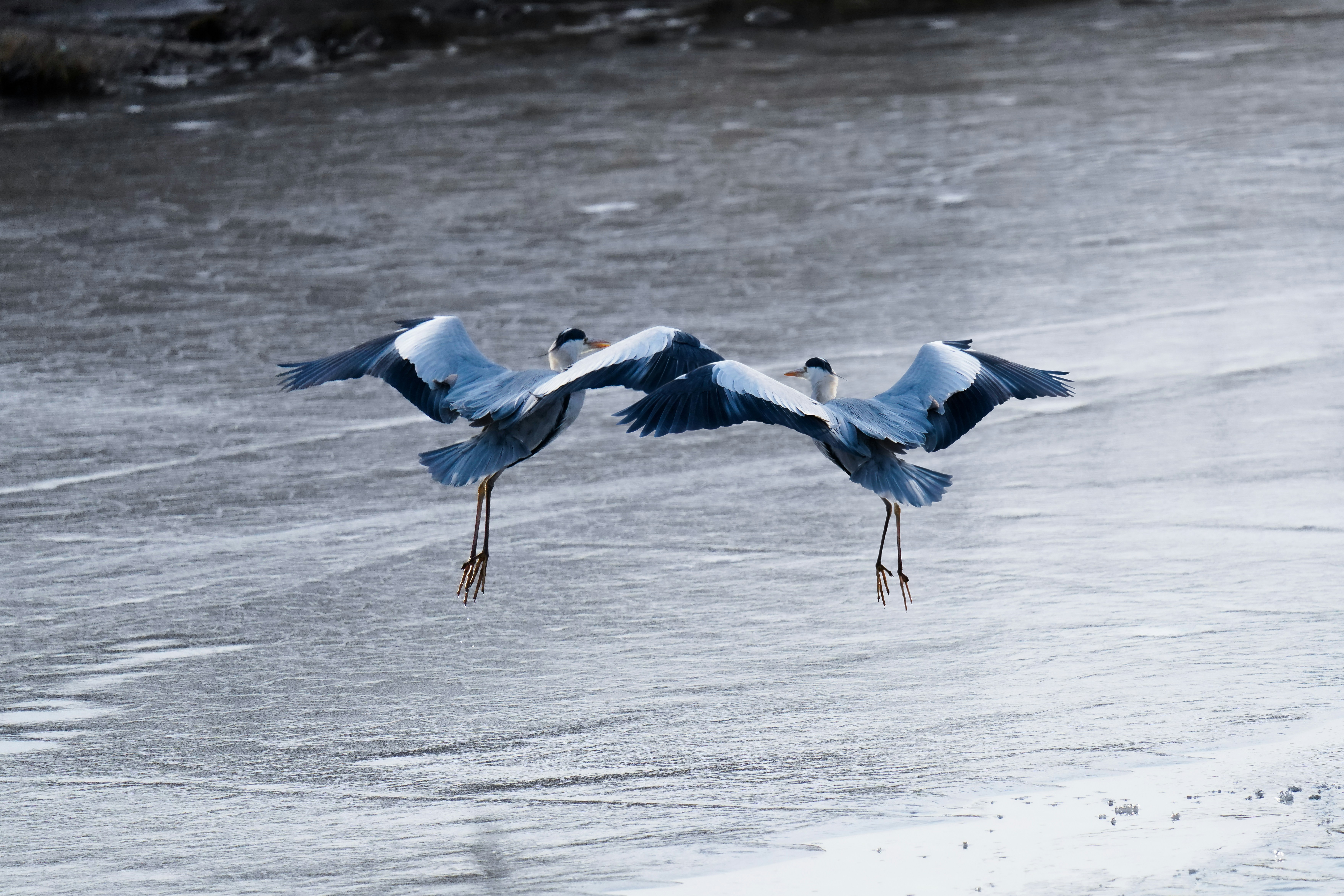 Three birds flying over a body of water photo – Free Animal Image on ...