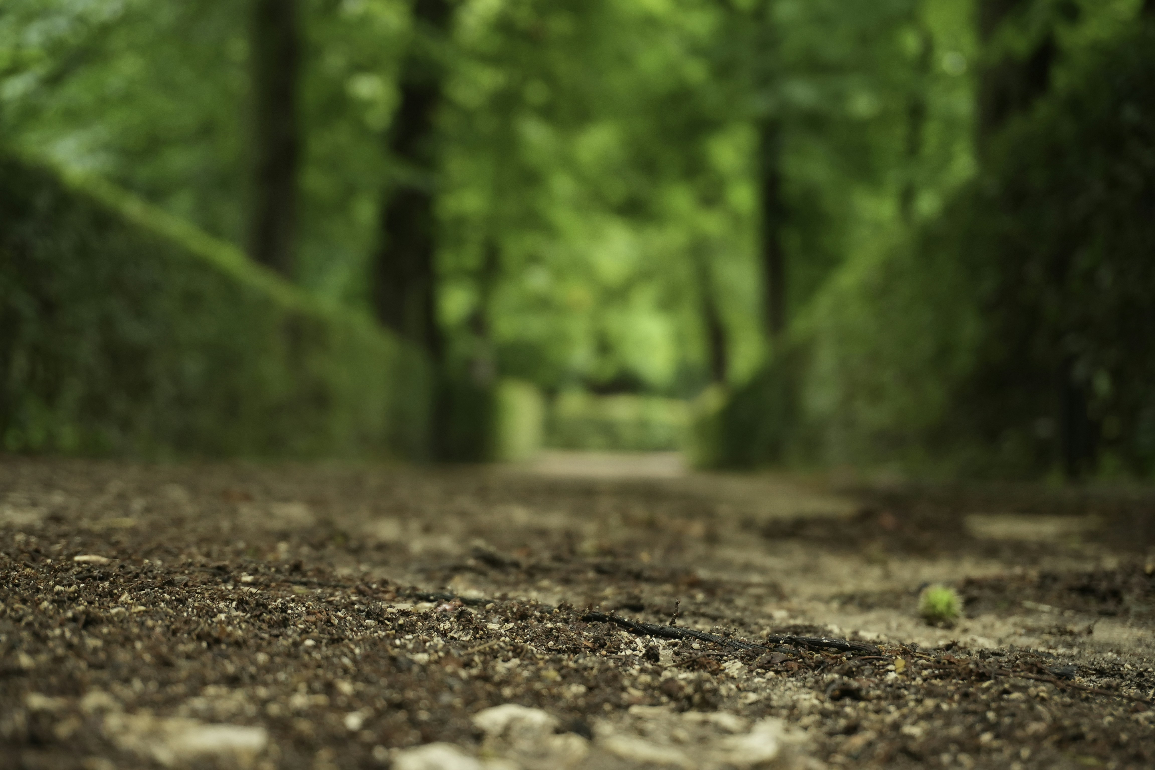 Photo by Joao Viegas with Sony Alpha 7 IV