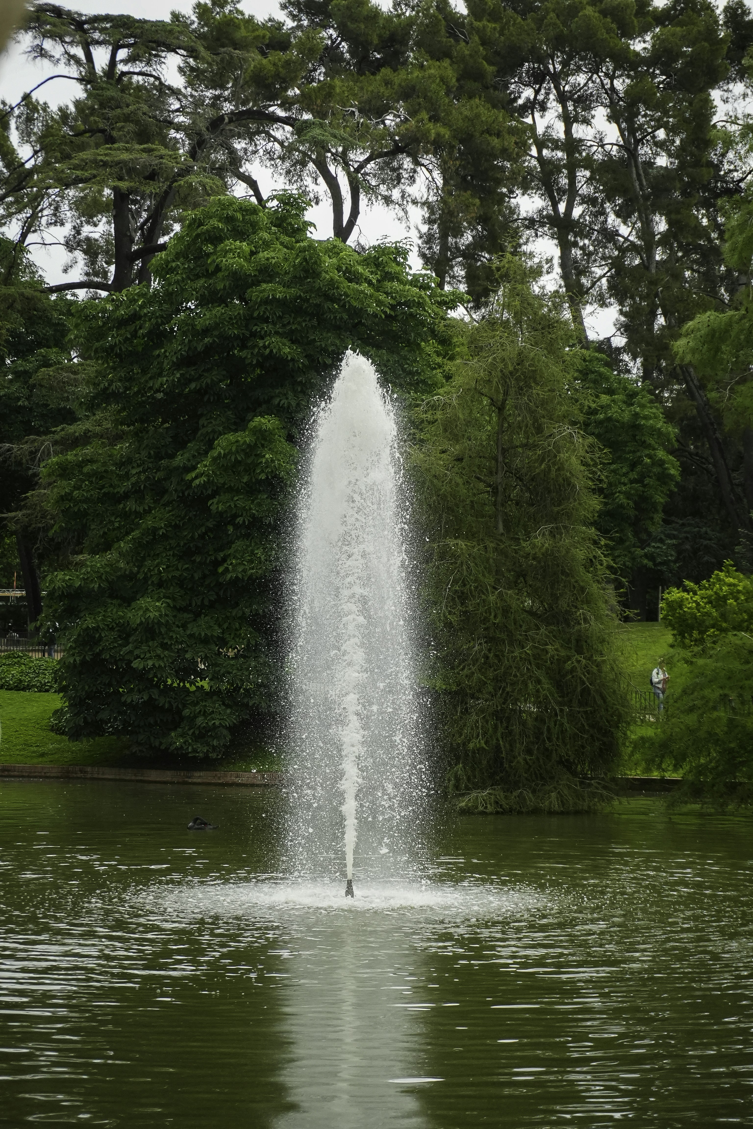 Plume at the Park: A Lone Fountain Rises Through an Umbrella of Pines