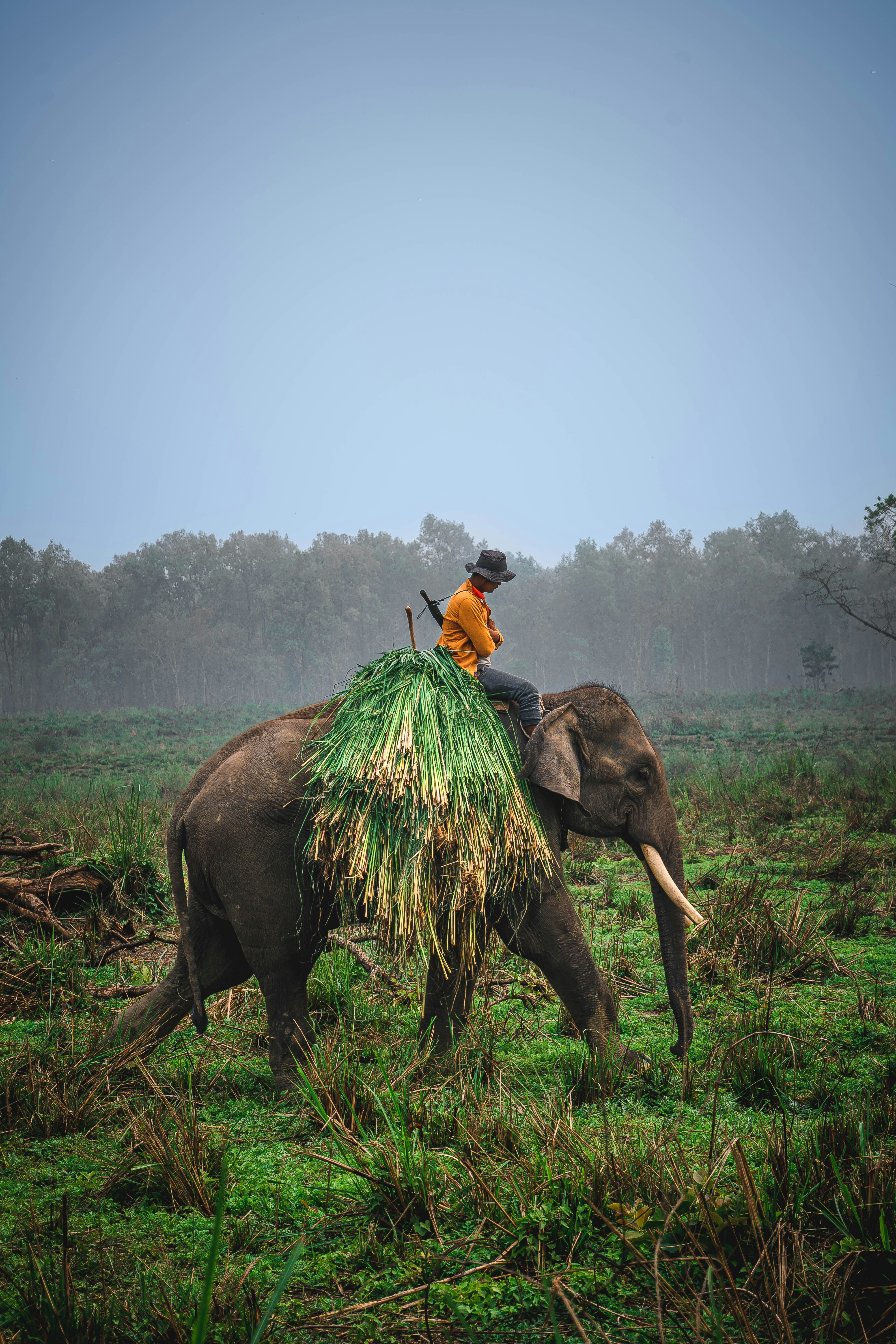 A man riding on the back of an elephant photo – Free Chitwan national ...