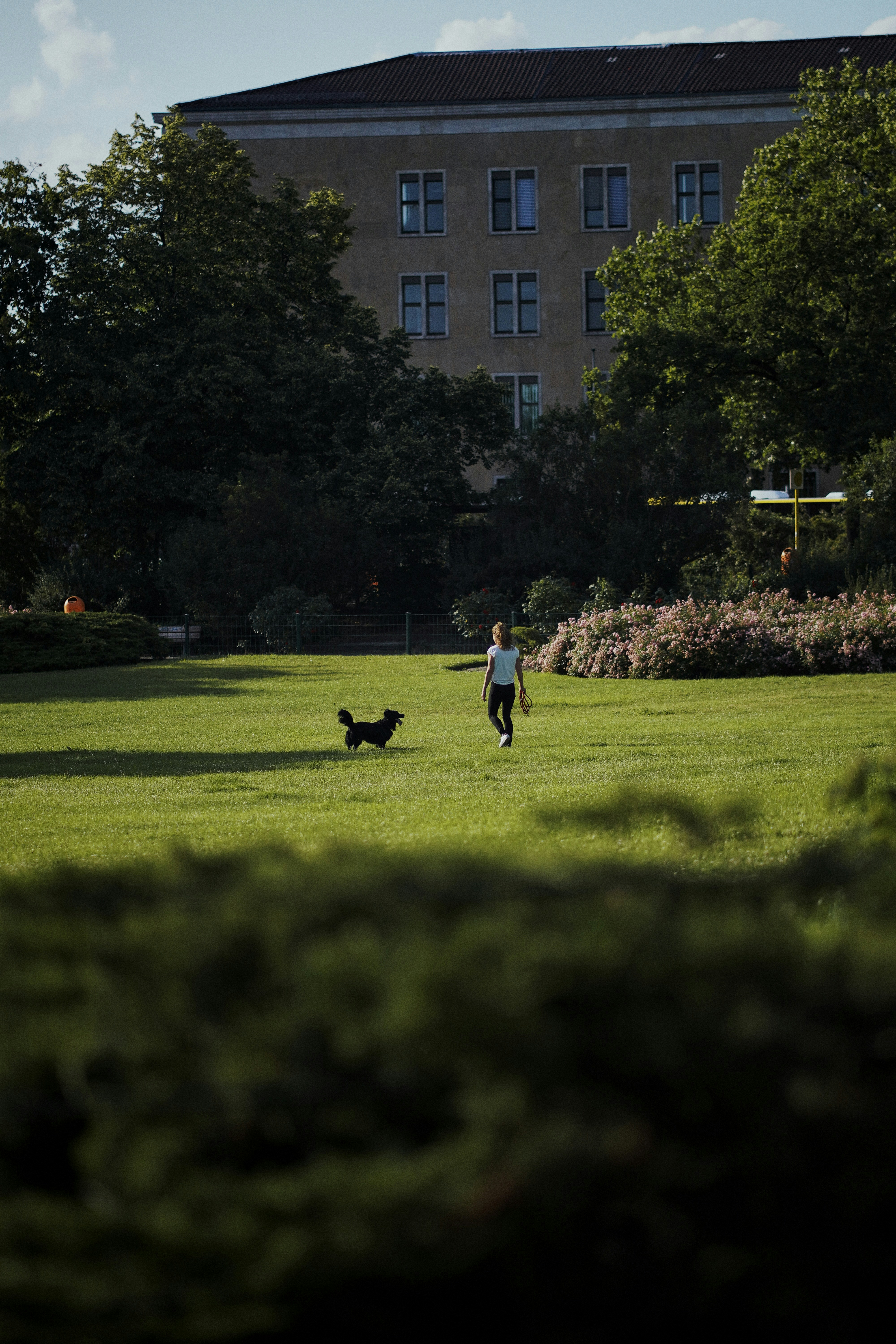 Sunlit Campus Lawn: A Lone Walk with a Dog Before a Brick Building
