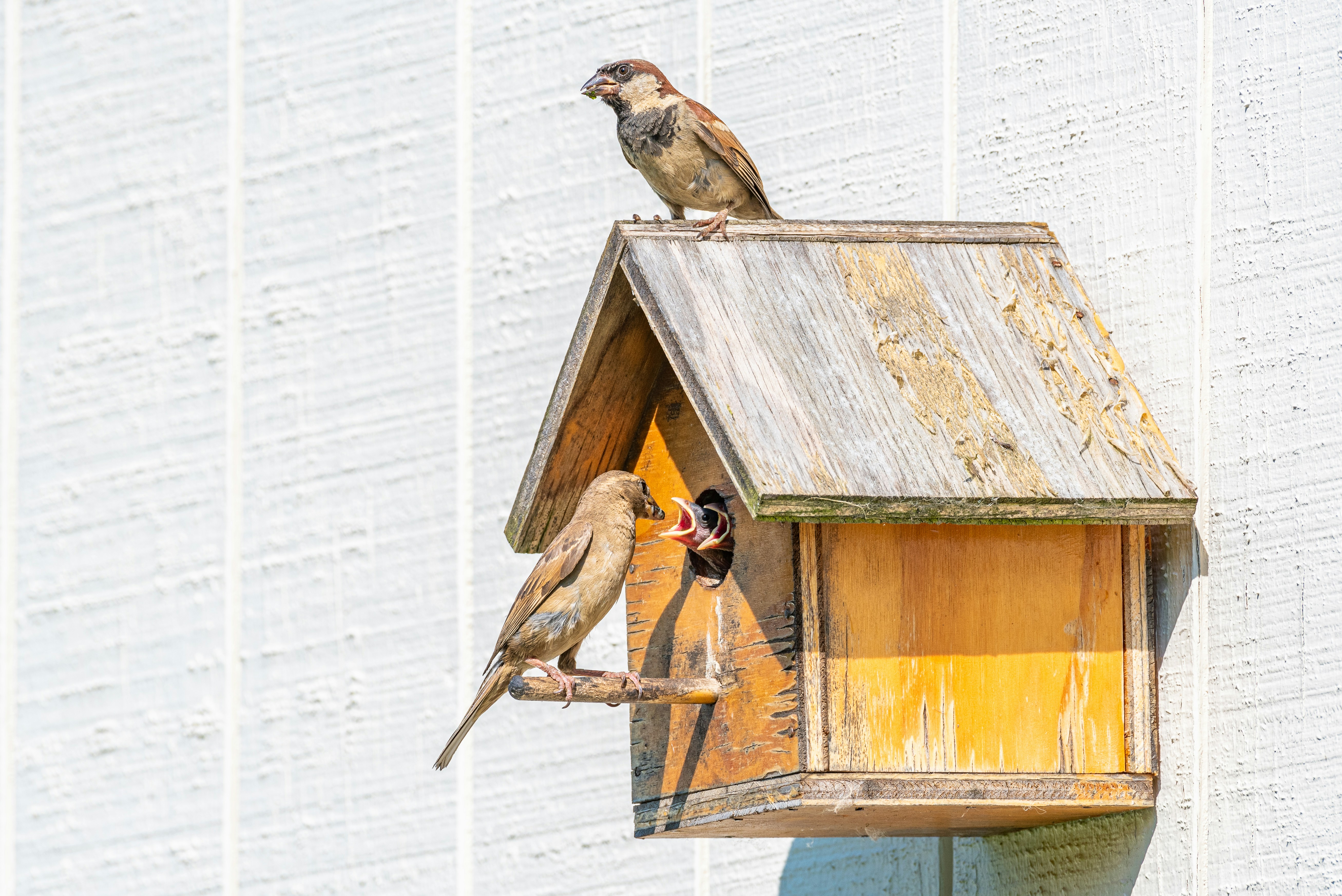 Sunlit Sparrows at a Weathered Birdhouse