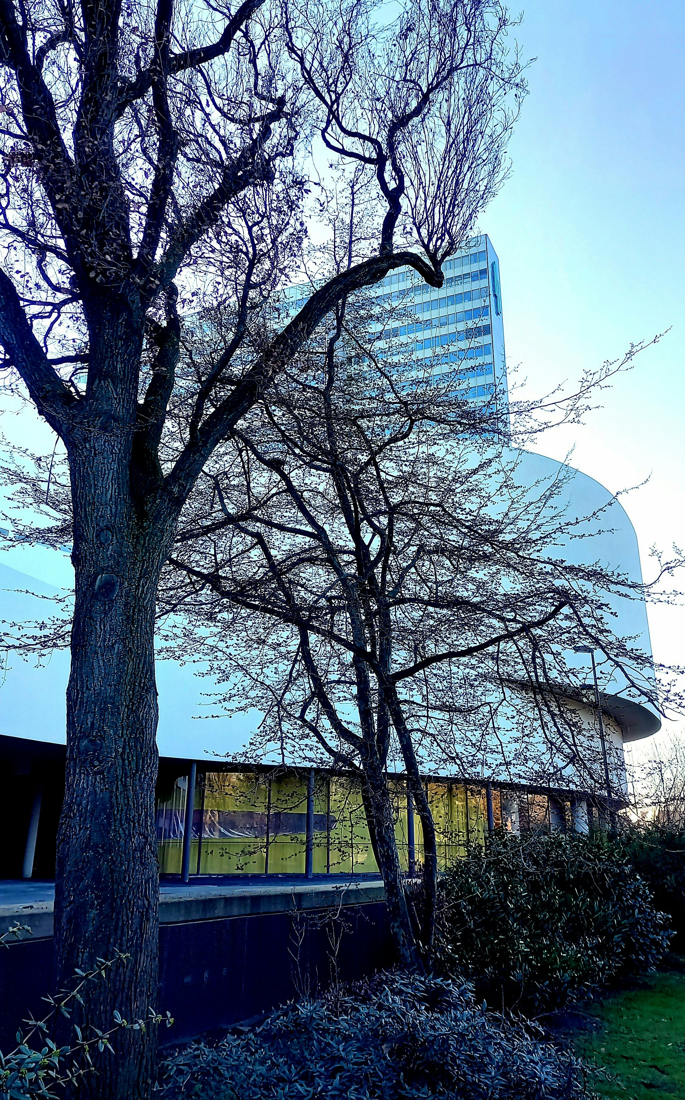 Daytime photograph of a modern curved white building framed by bare trees under a clear blue sky.