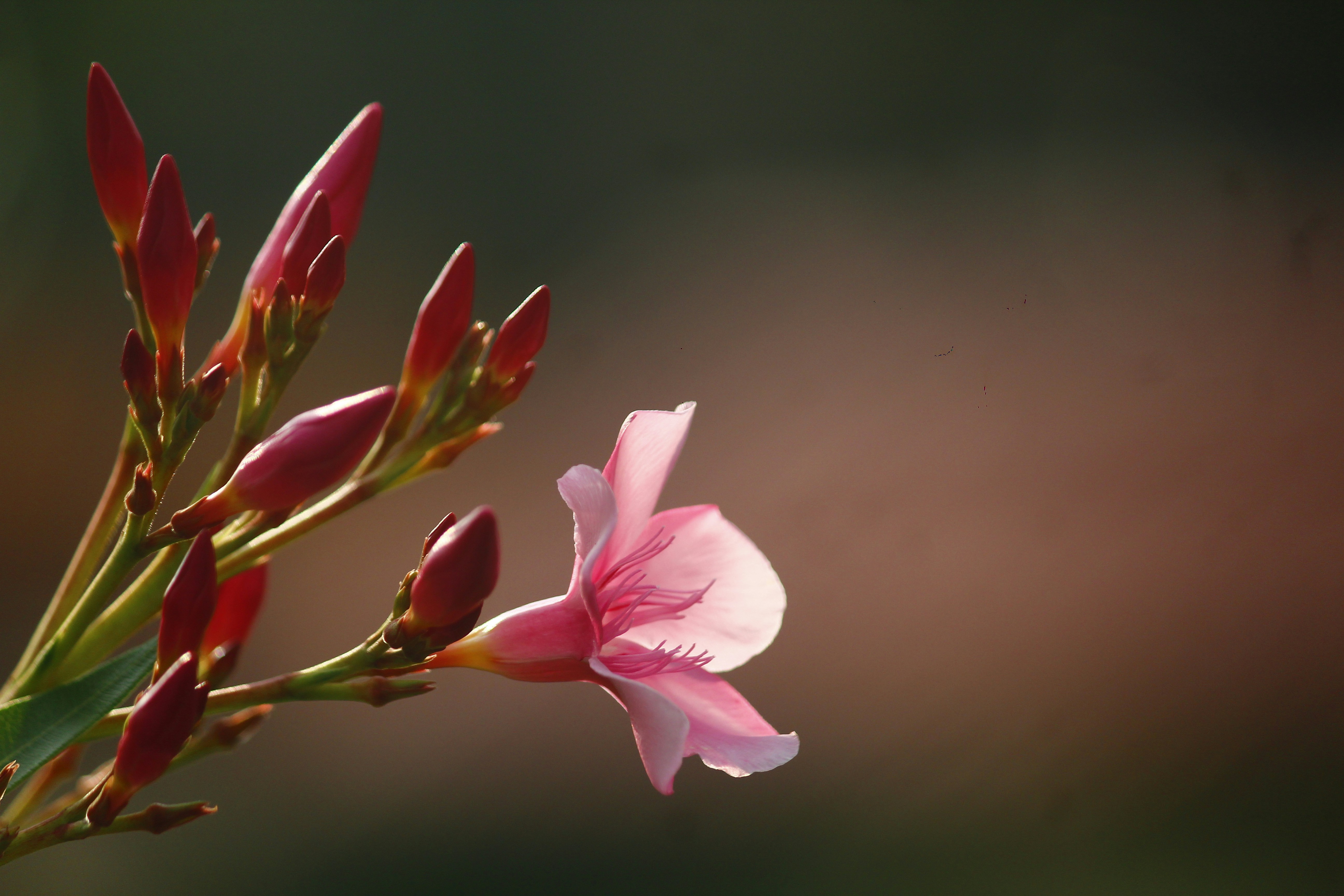 Delicate pink flower with unopened buds against a soft-focus background.