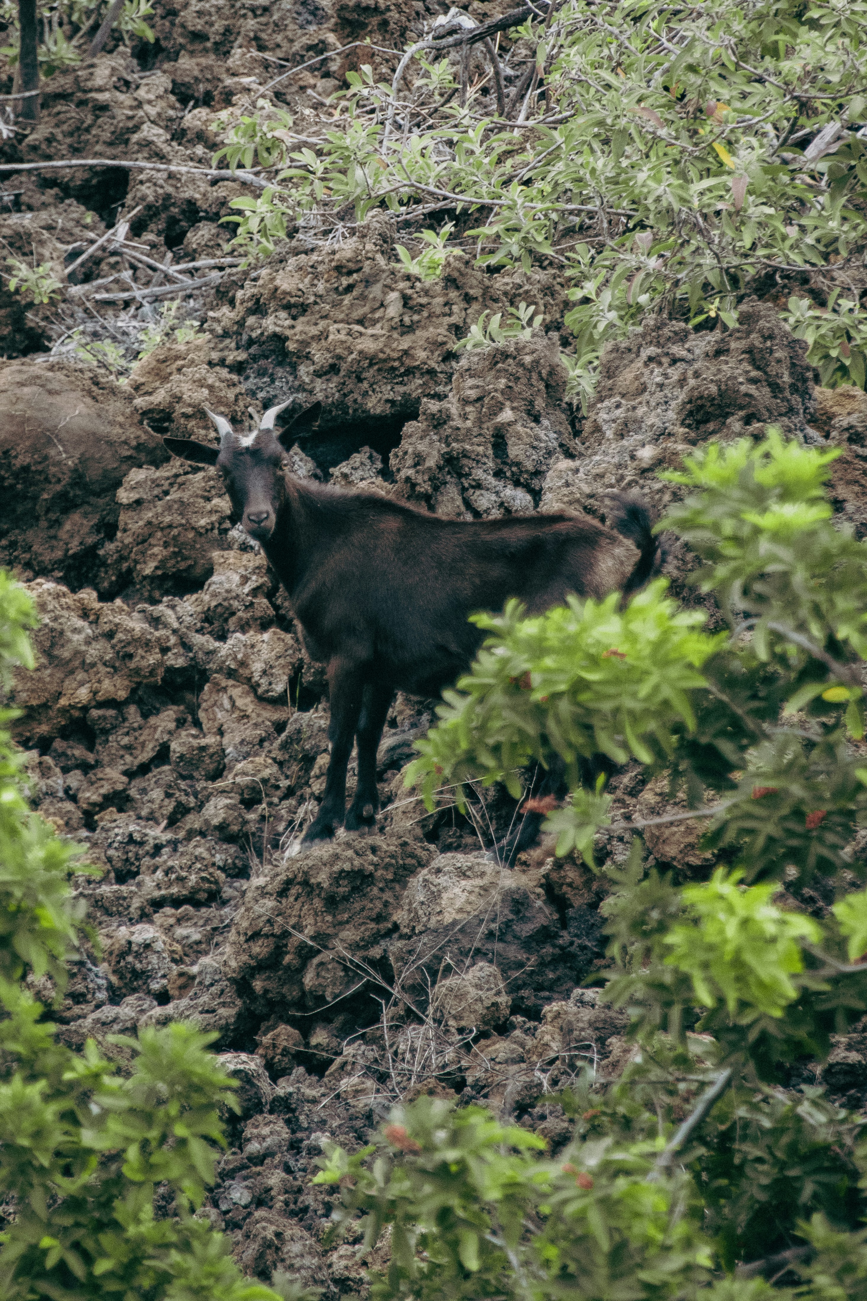 Une chèvre noire debout au sommet d’une colline rocheuse photo – Photo ...
