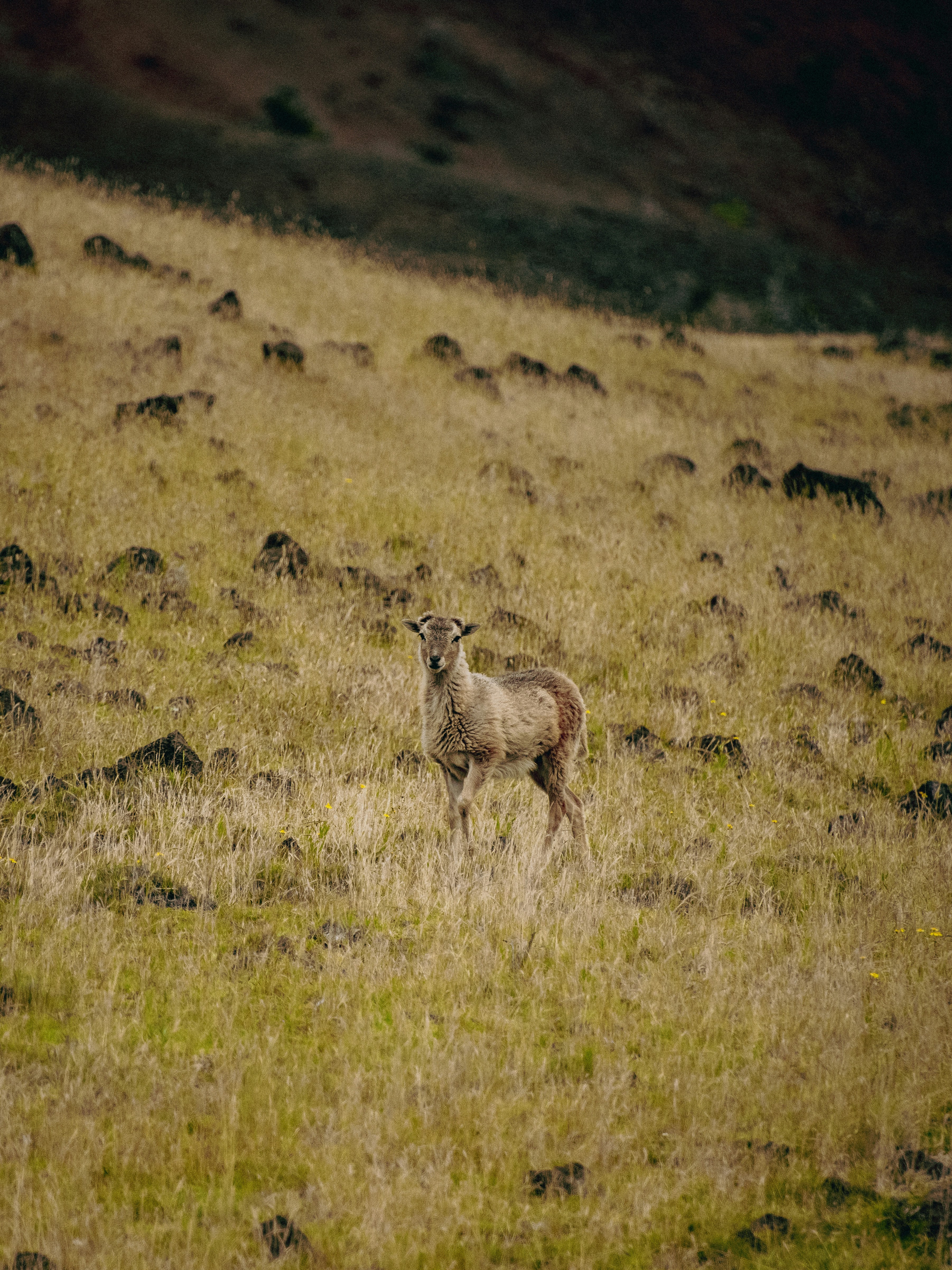 A lone animal stands amidst a grassy landscape, surrounded by scattered rocks and sparse vegetation.