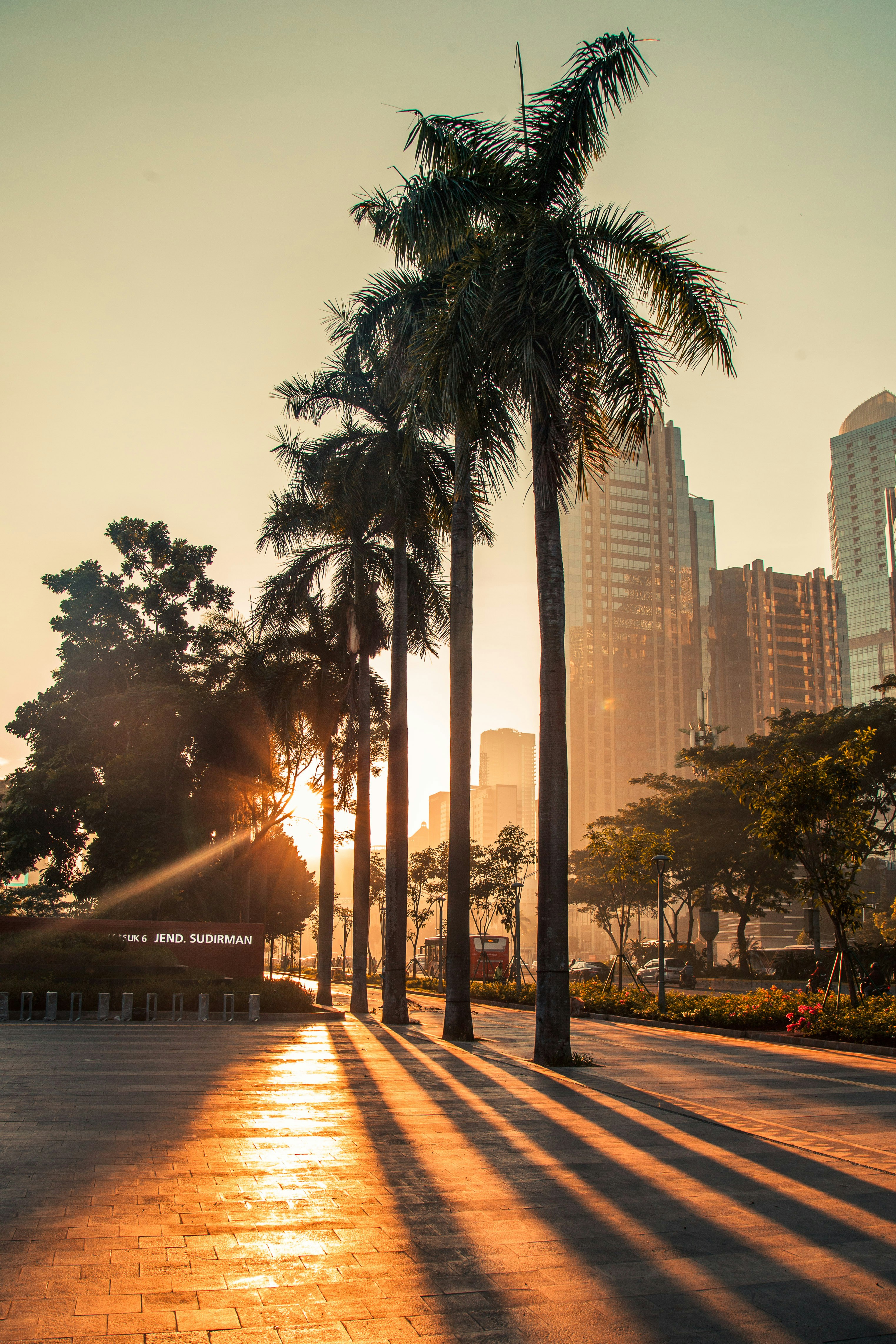 Silhouetted palm trees stretch towards a glowing sunrise amidst a bustling cityscape, casting long shadows on the pavement.