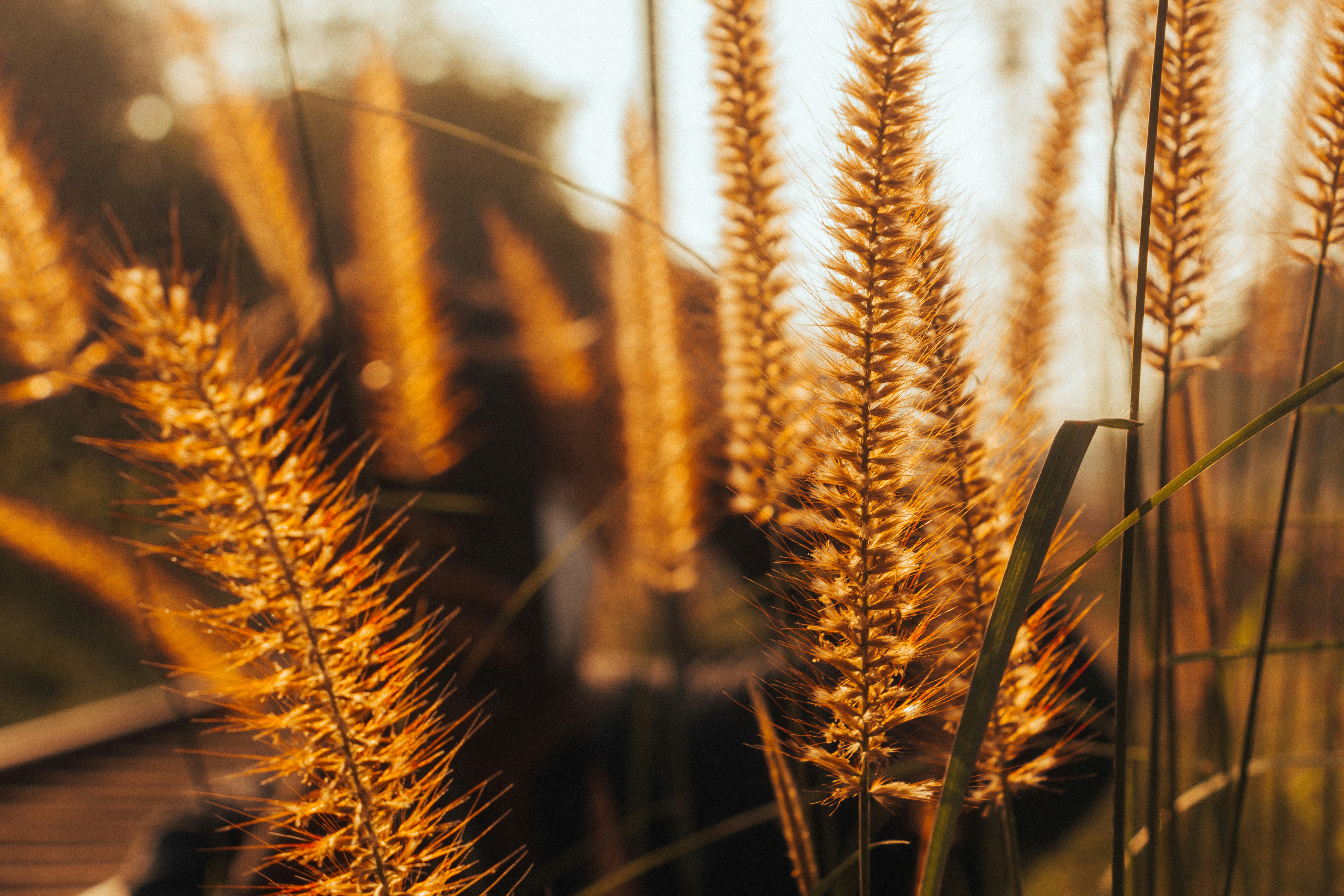 Golden Arches: Backlit Tall Grass in Quiet Sunset
