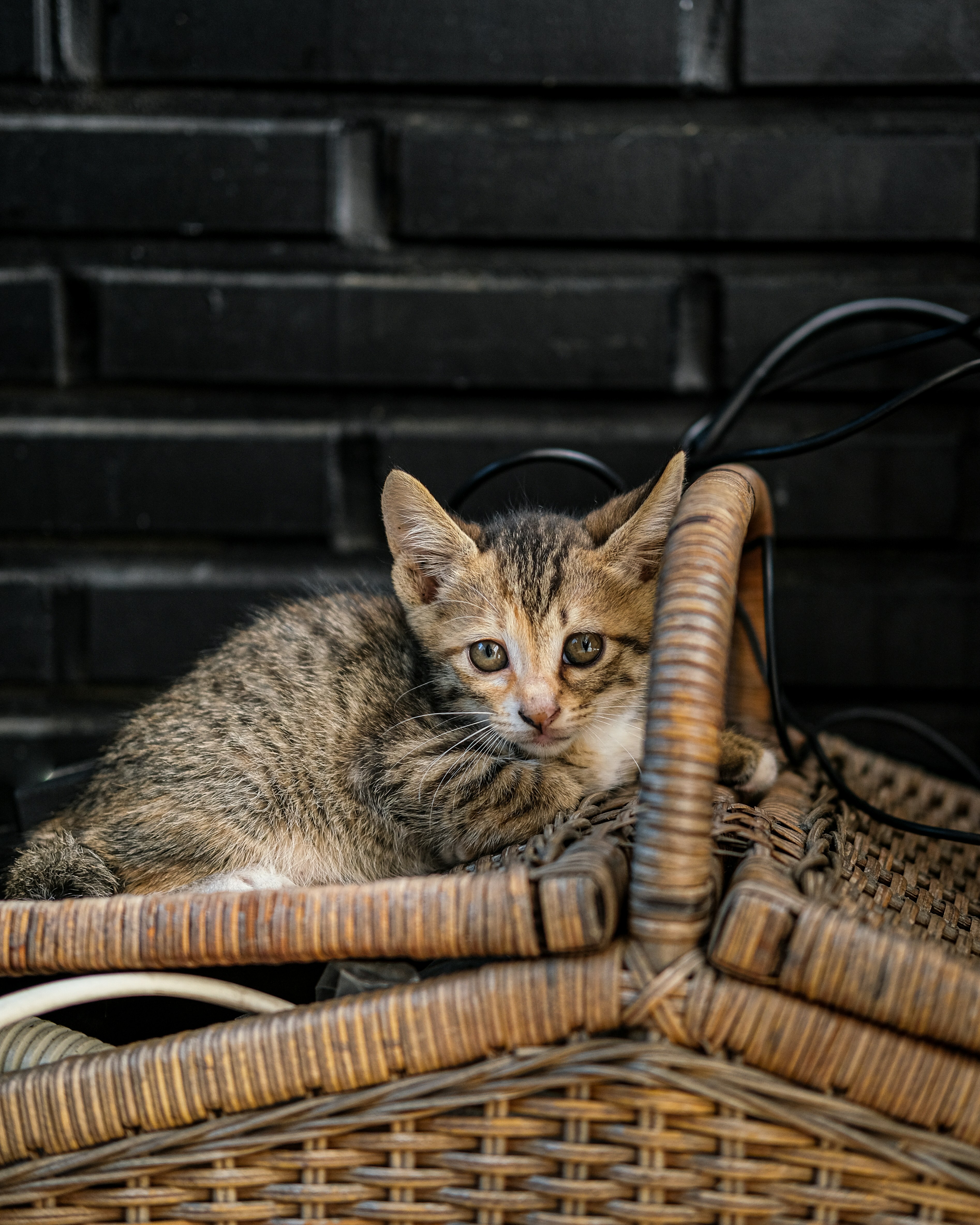 Amber-Eyed Kitten Nestled in a Wicker Nook