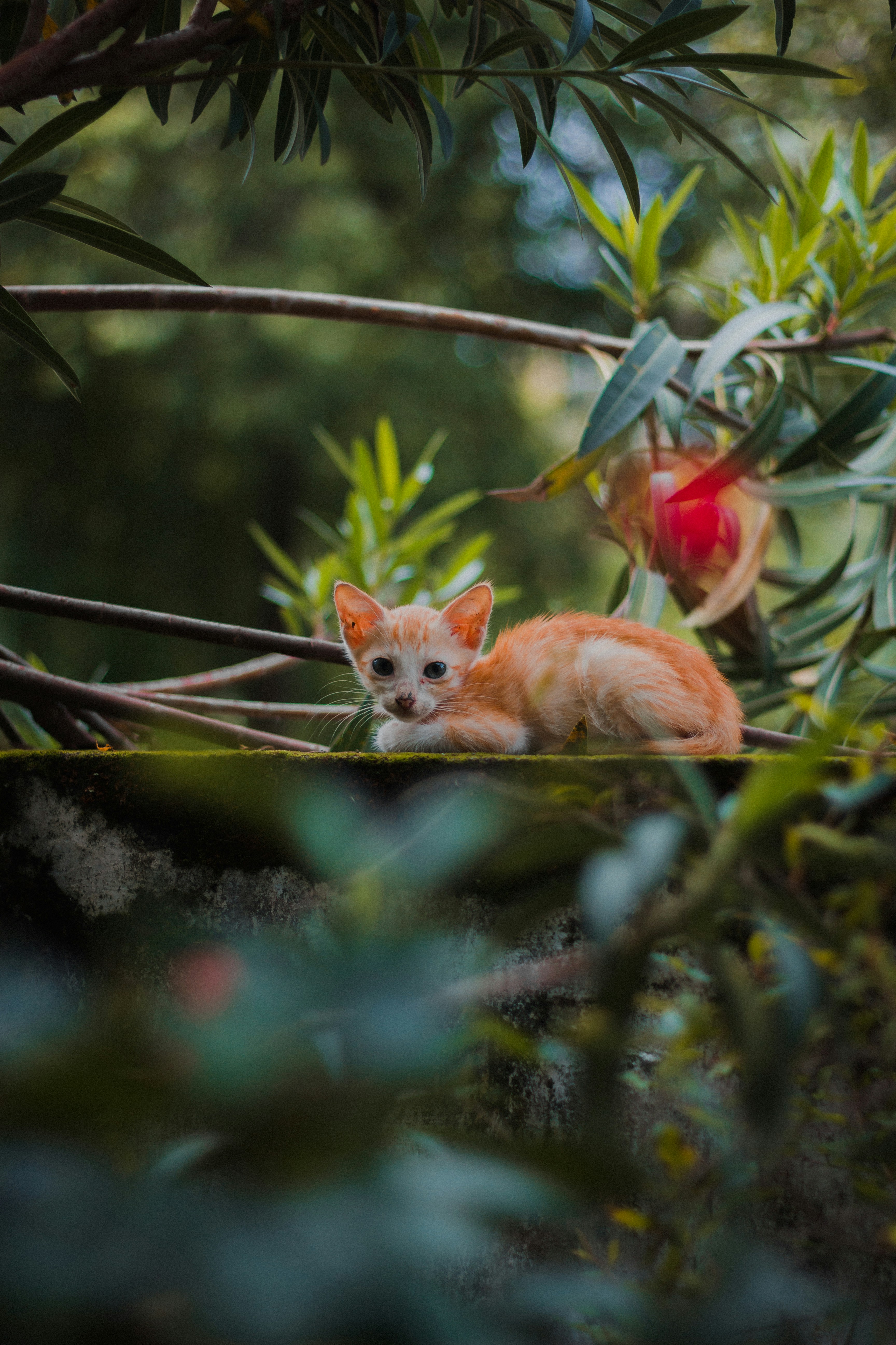 Mossy Crest: An Orange Kitten on a Quiet, Leaf-Frame Ledge