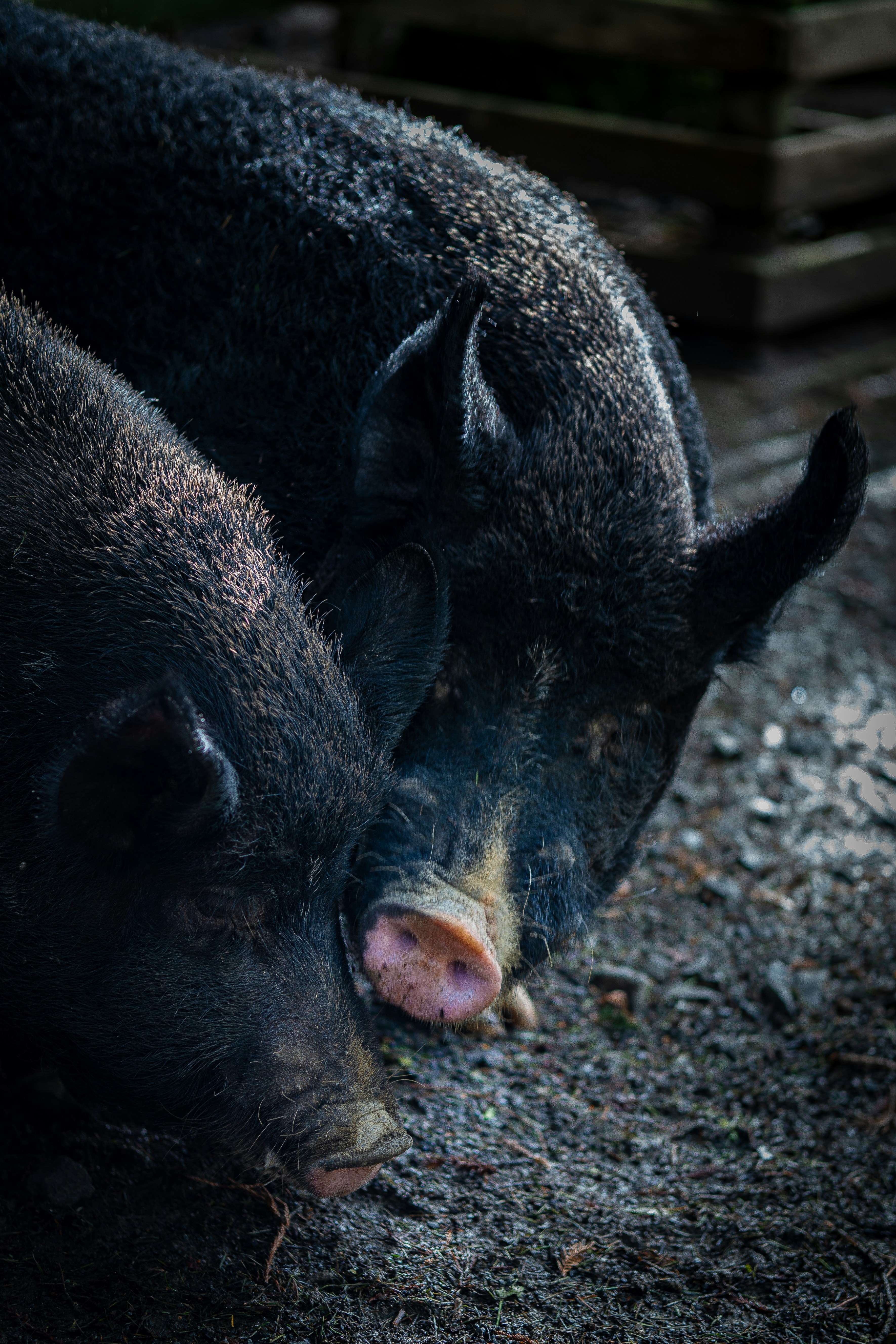 A couple of black pigs laying next to each other photo – Free 467 ...