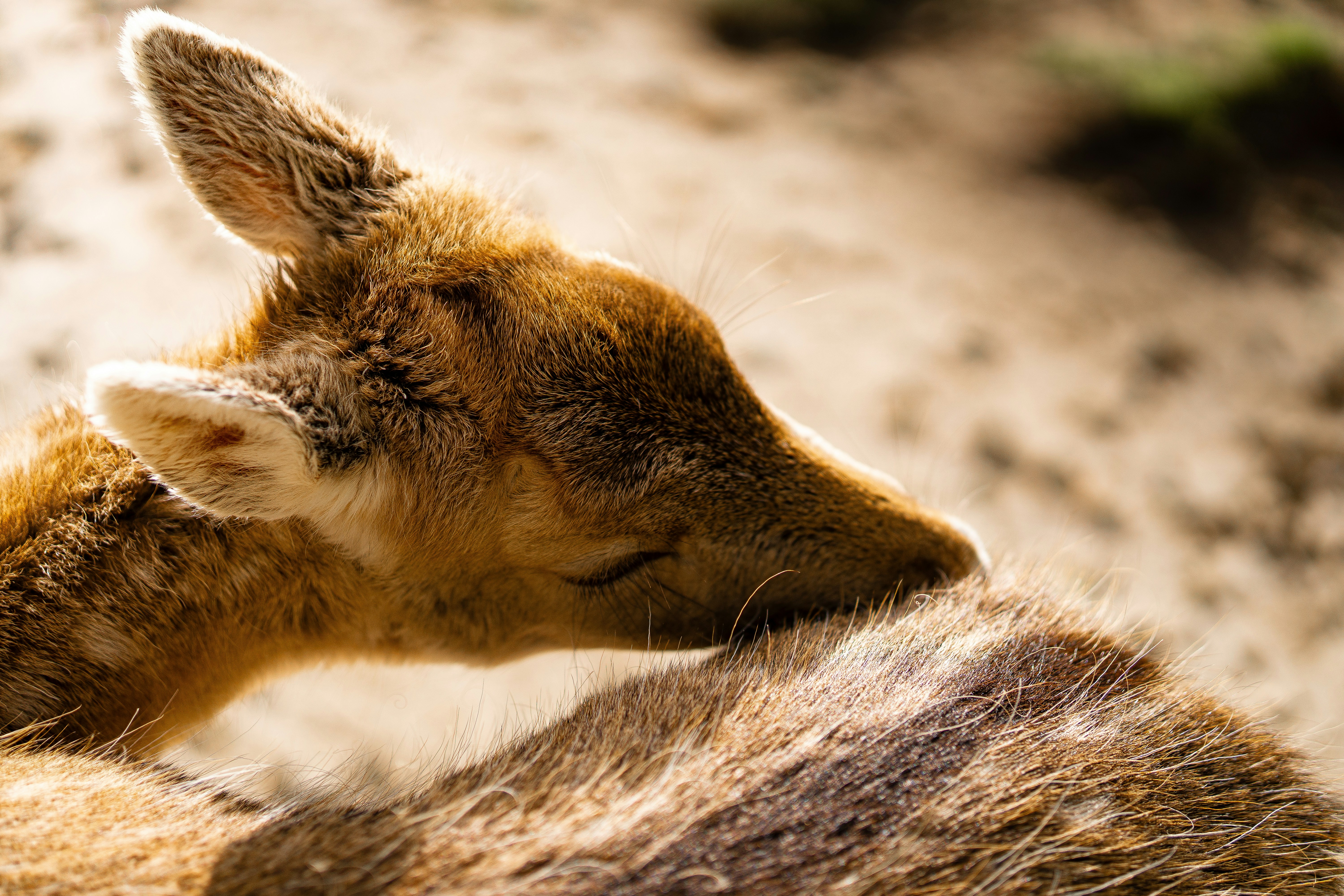 A close up of a baby deer laying on the ground photo – Free 467 ...