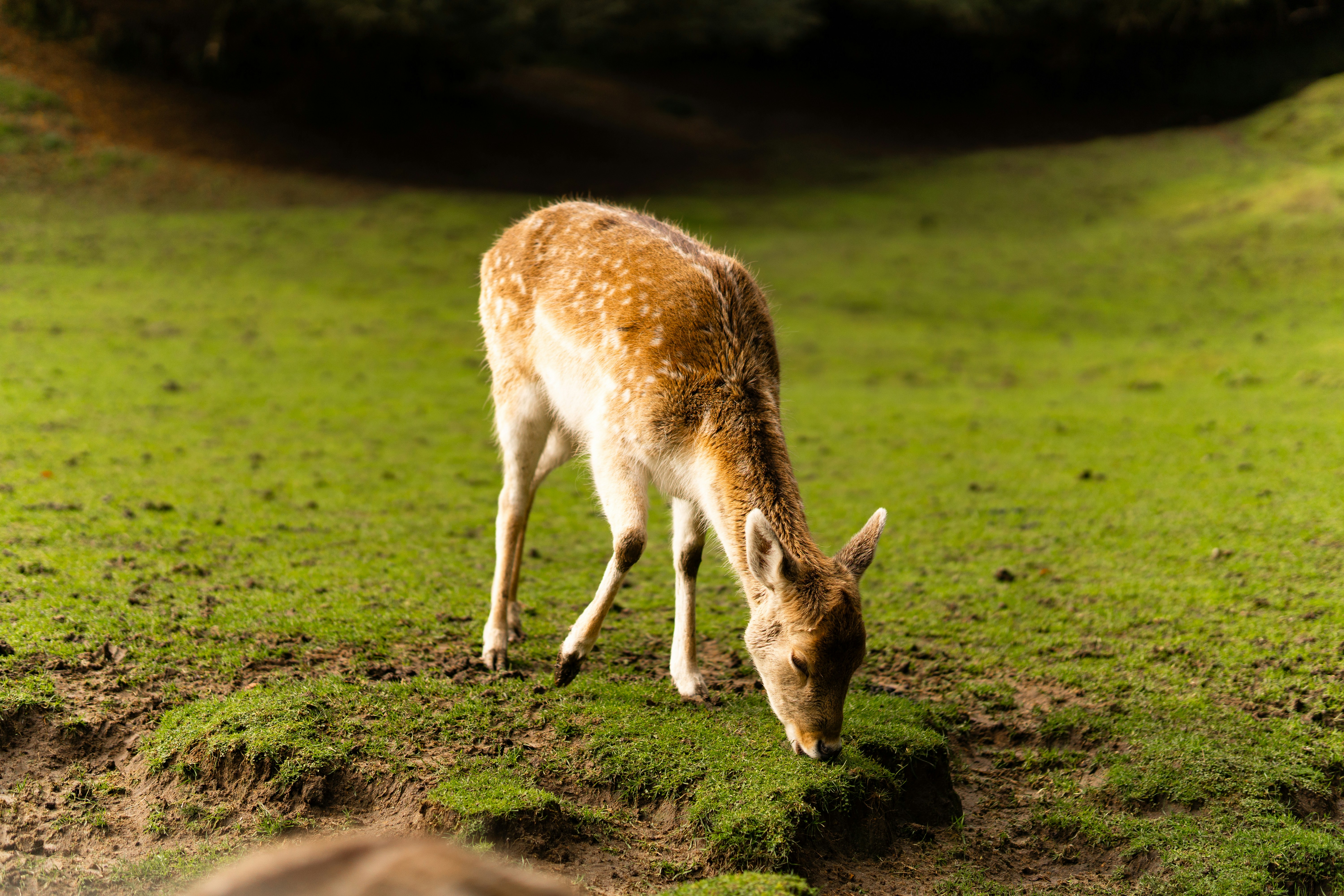 A young deer with a spotted coat grazes on a mossy knoll under soft daylight.