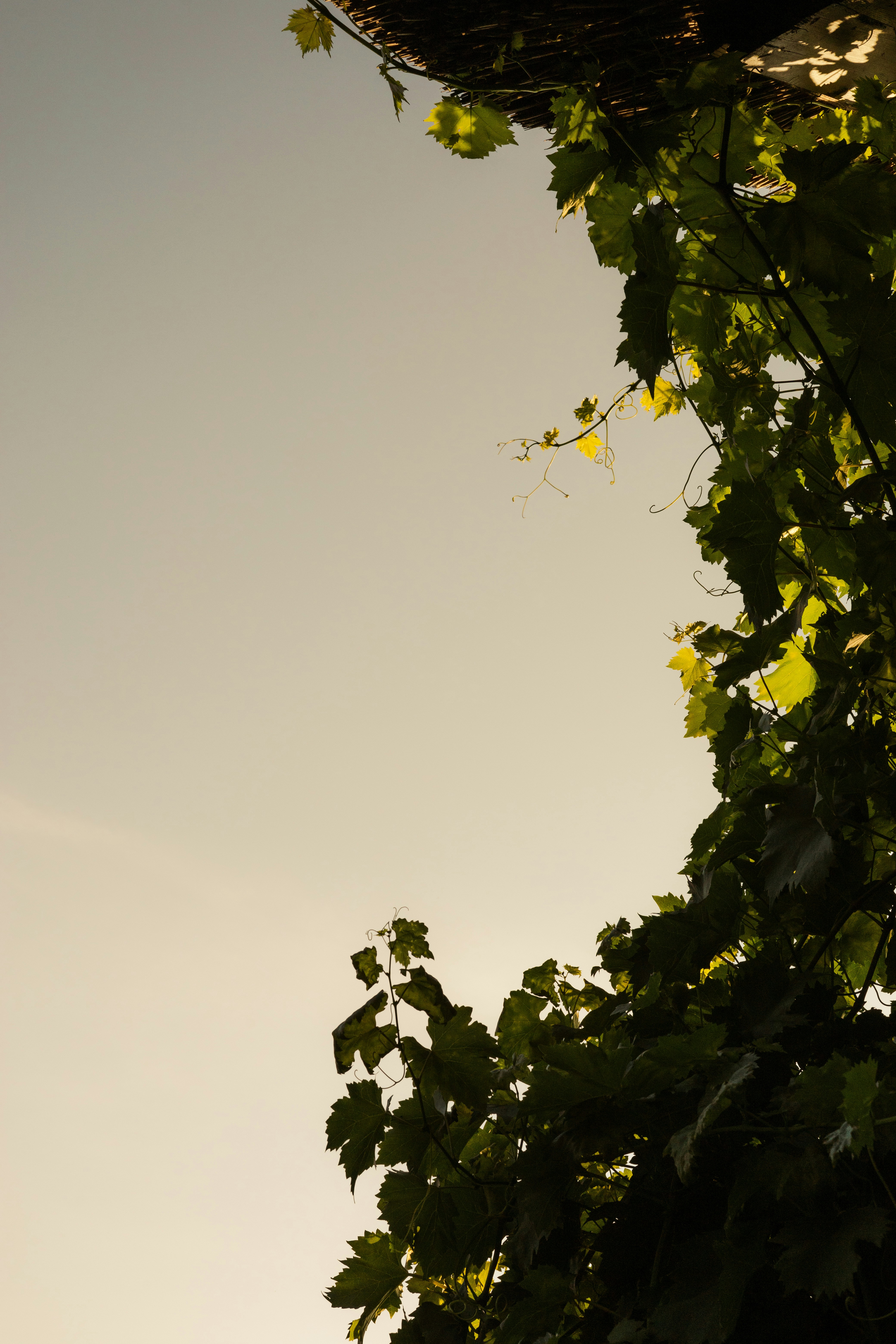 Whispers of Nature: A Canopy of Leaves