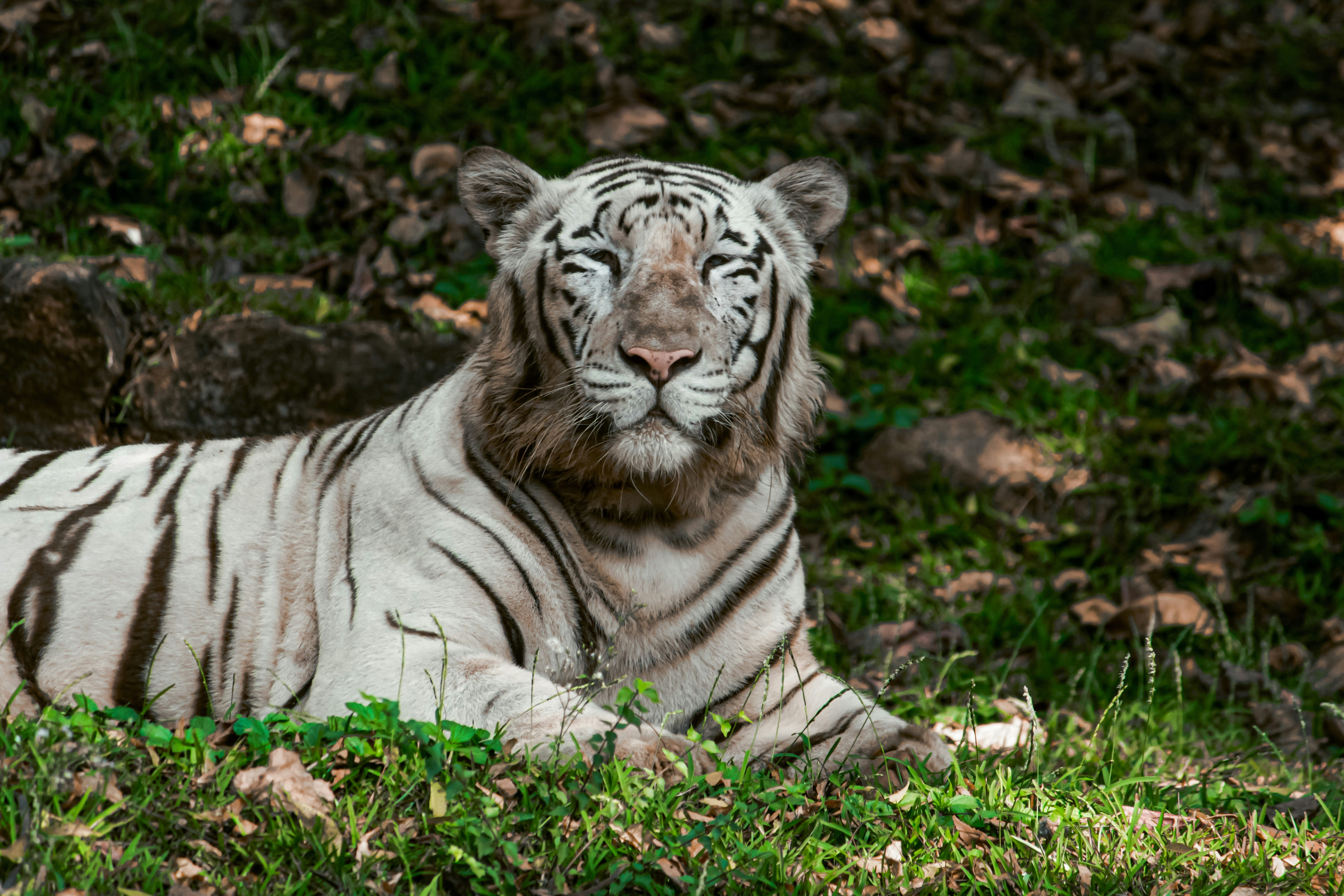 A white tiger laying on top of a lush green field photo – Free Animal ...