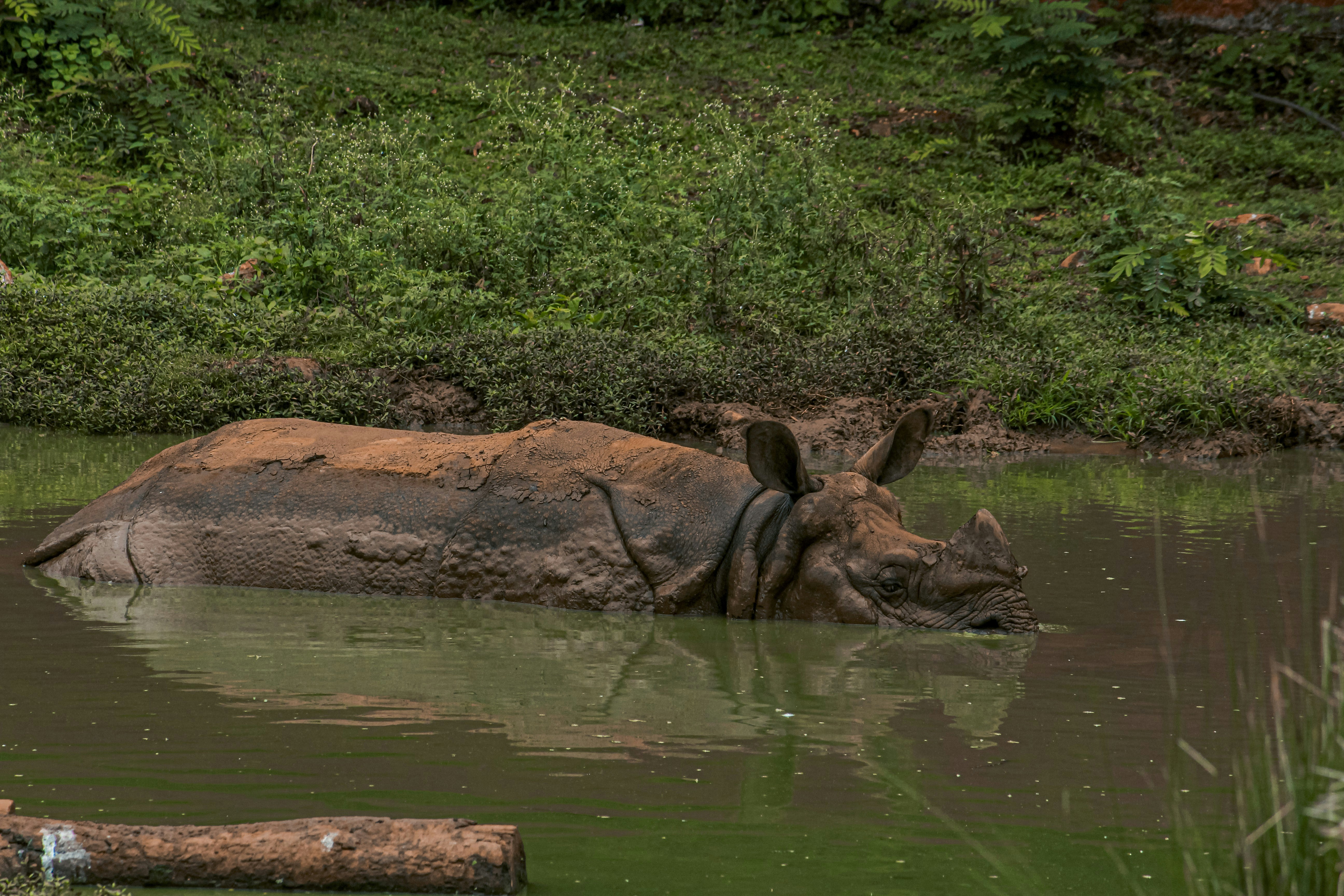 A hippopotamus laying in a body of water photo – Free Land Image on ...