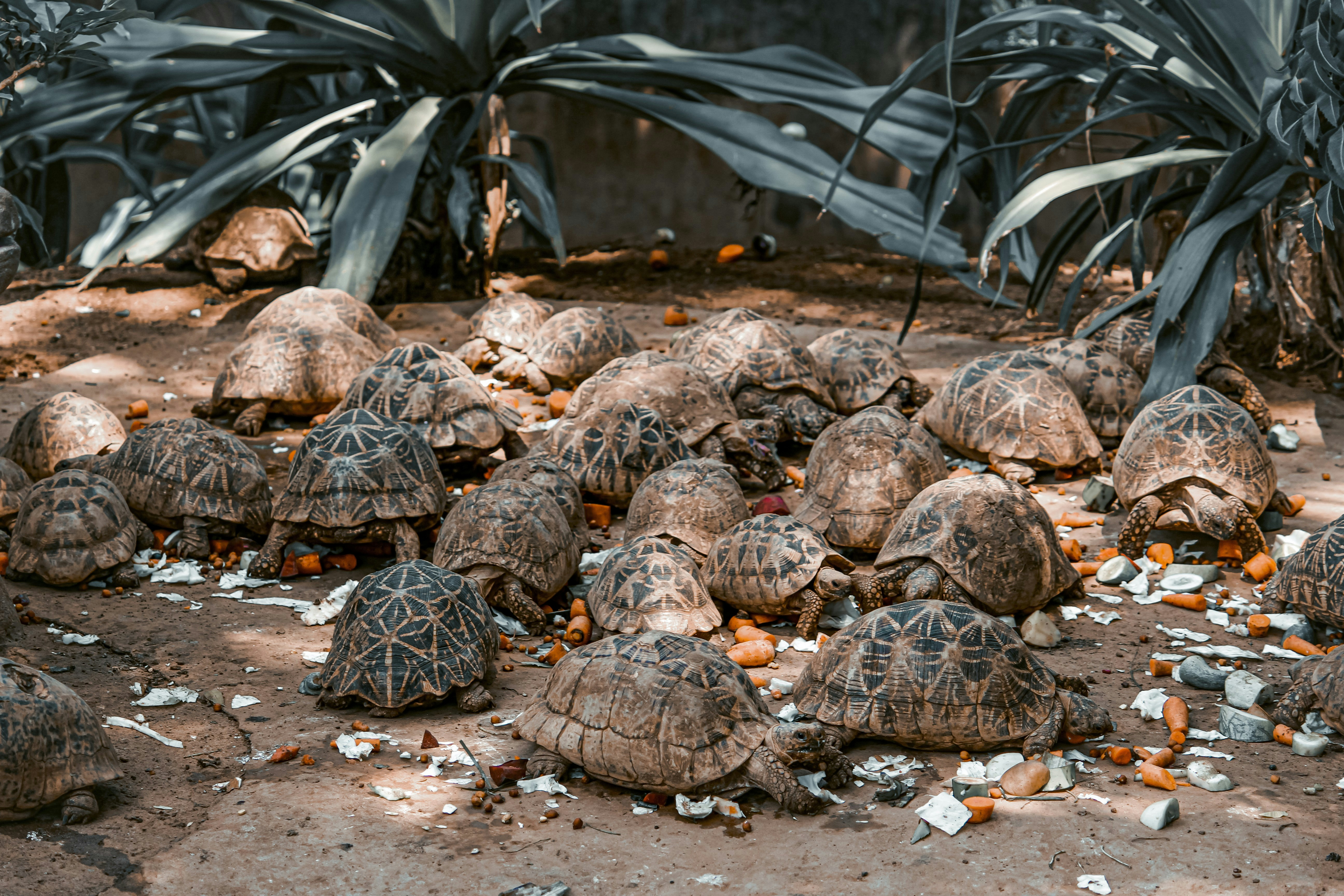 A group of tortoises eating food on the ground photo – Free Photography ...