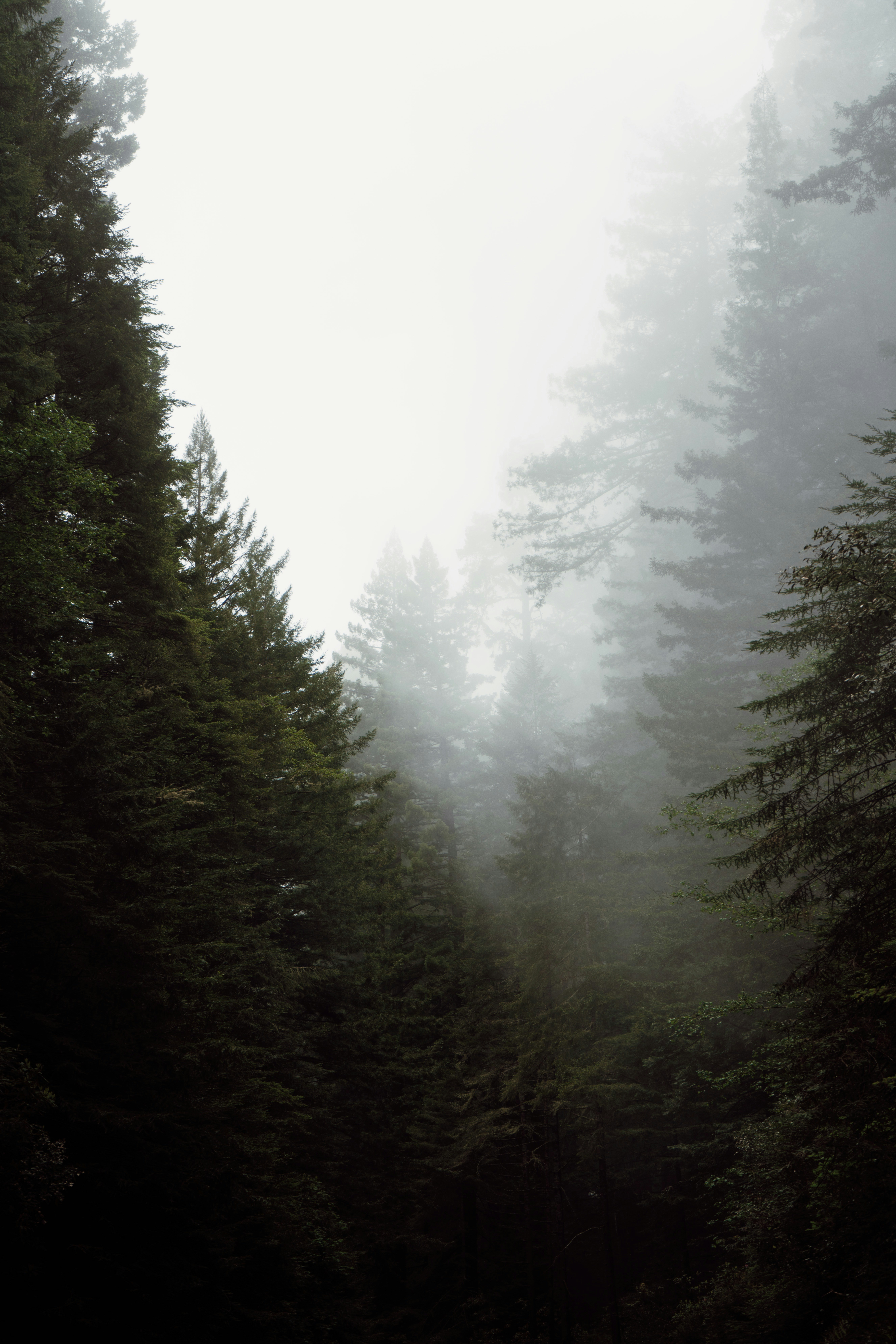 Foggy forest in Oregon