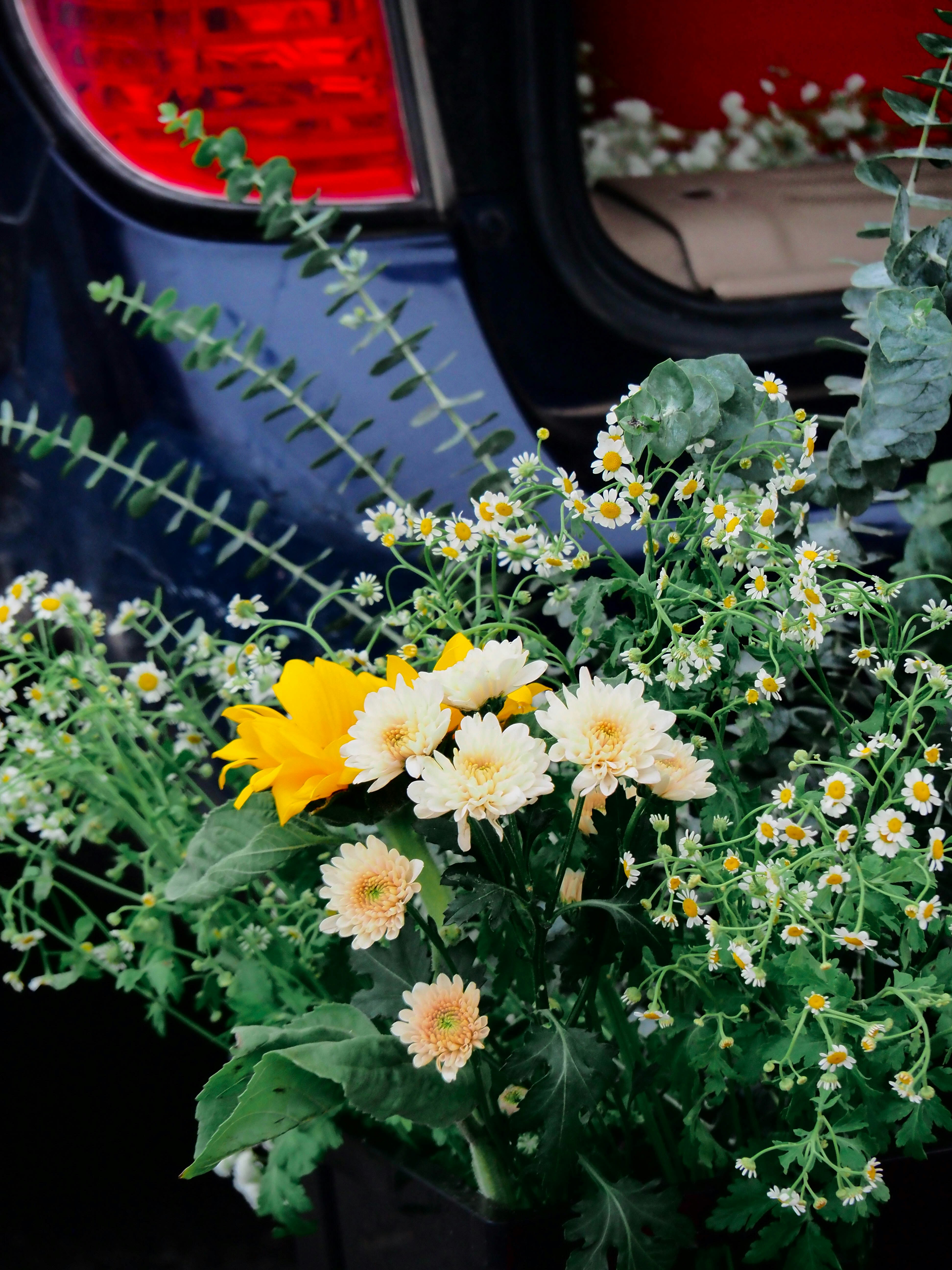Sunlit Daisies Nestled by a Car Trunk