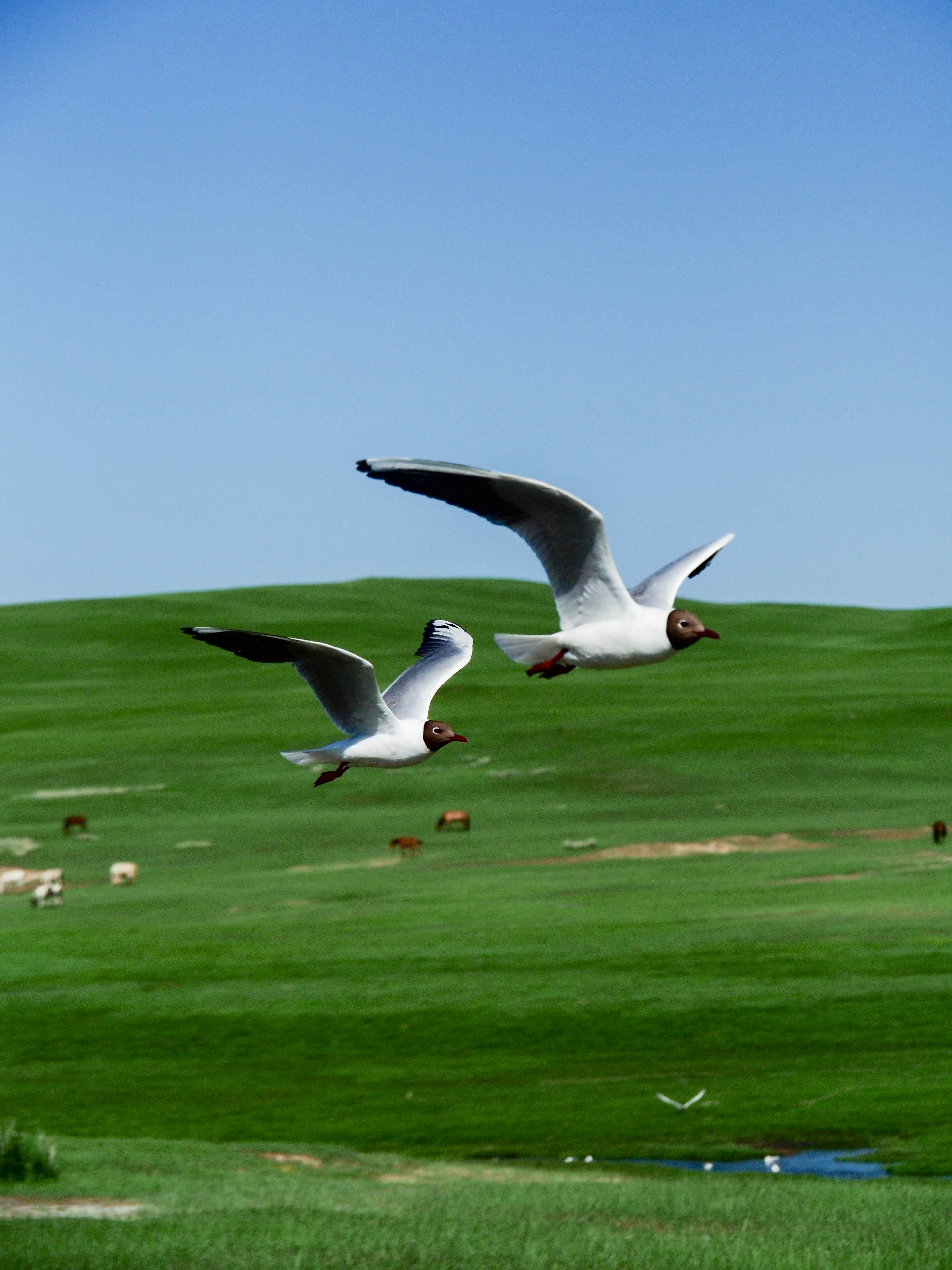 Wingbeat Duo Over the Emerald Prairie