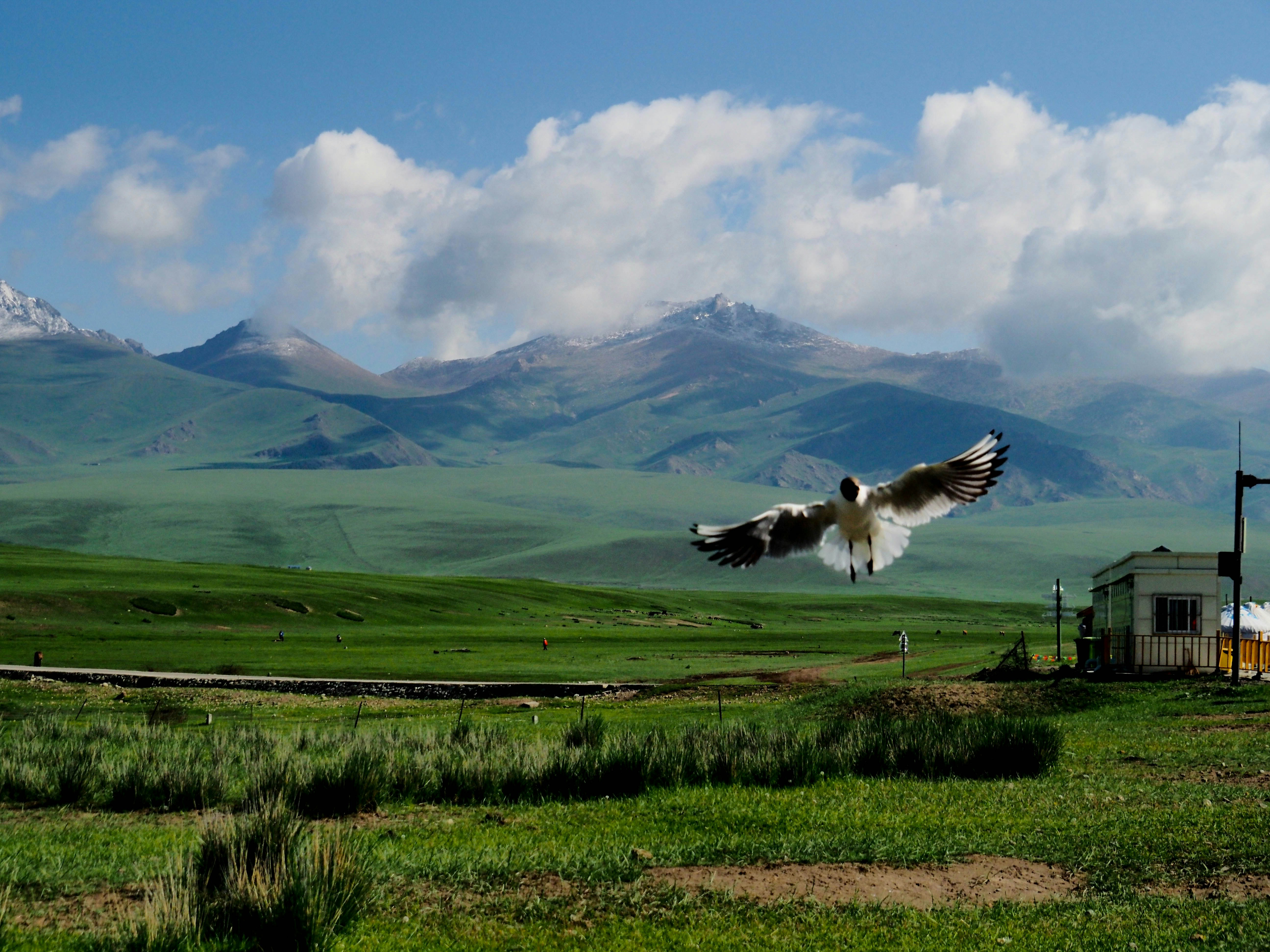 Wings Over the Grasslands: A Hawk in Flight by the Shed