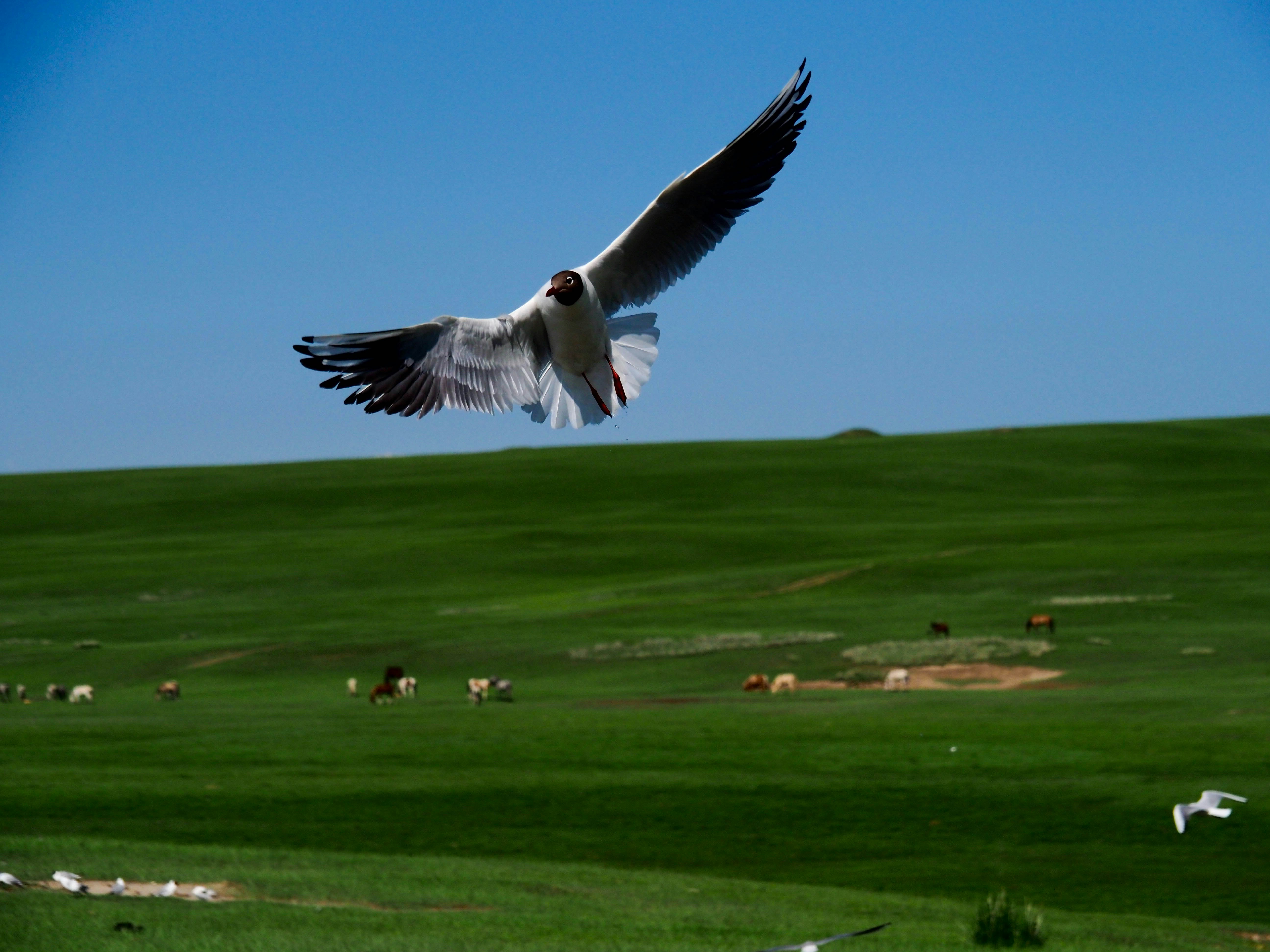 Gull in Bold Flight Over a Lush Pasture as Cattle Dot the Hills