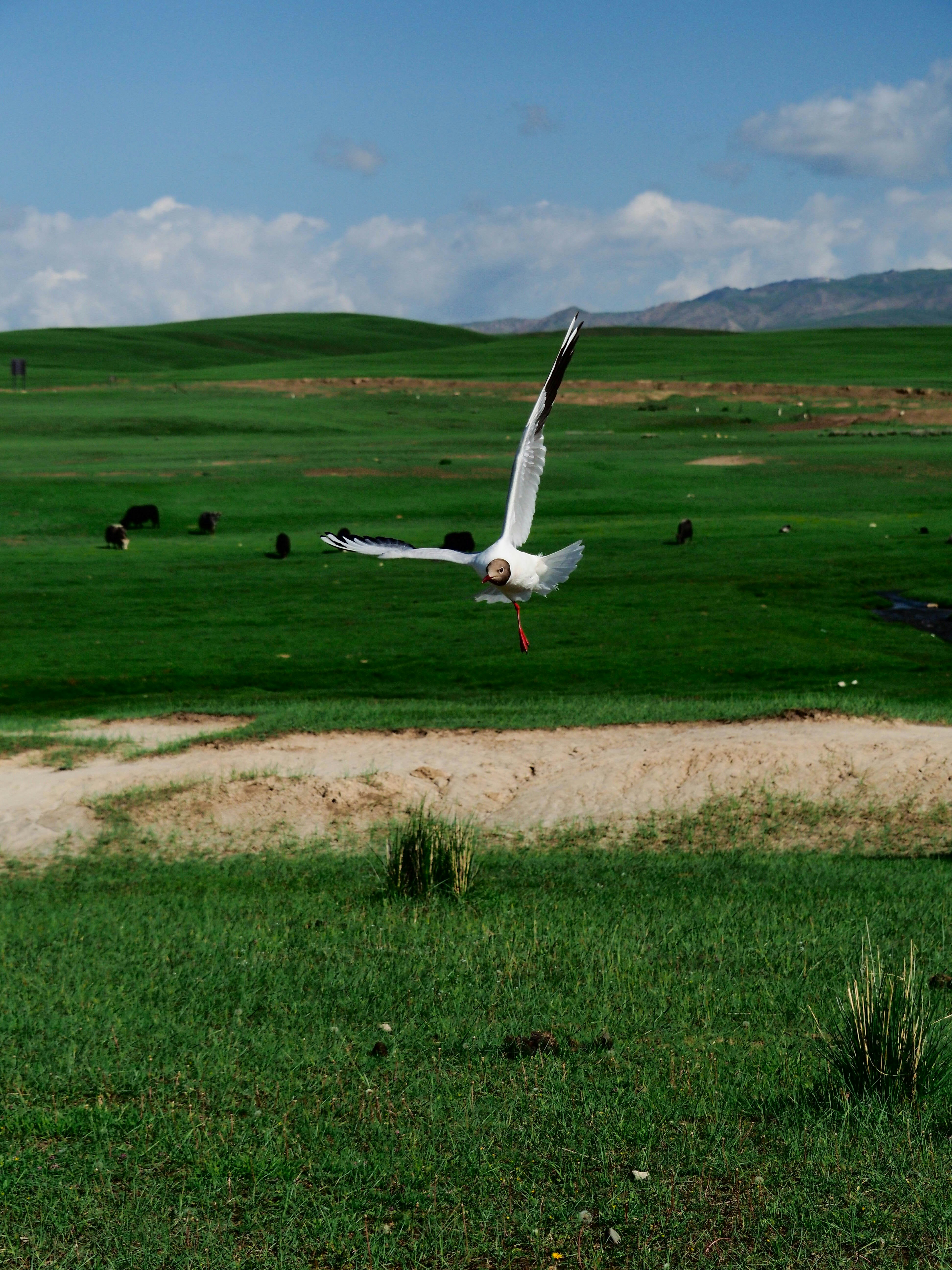 Seagull in Mid-Flight Over Emerald Plains