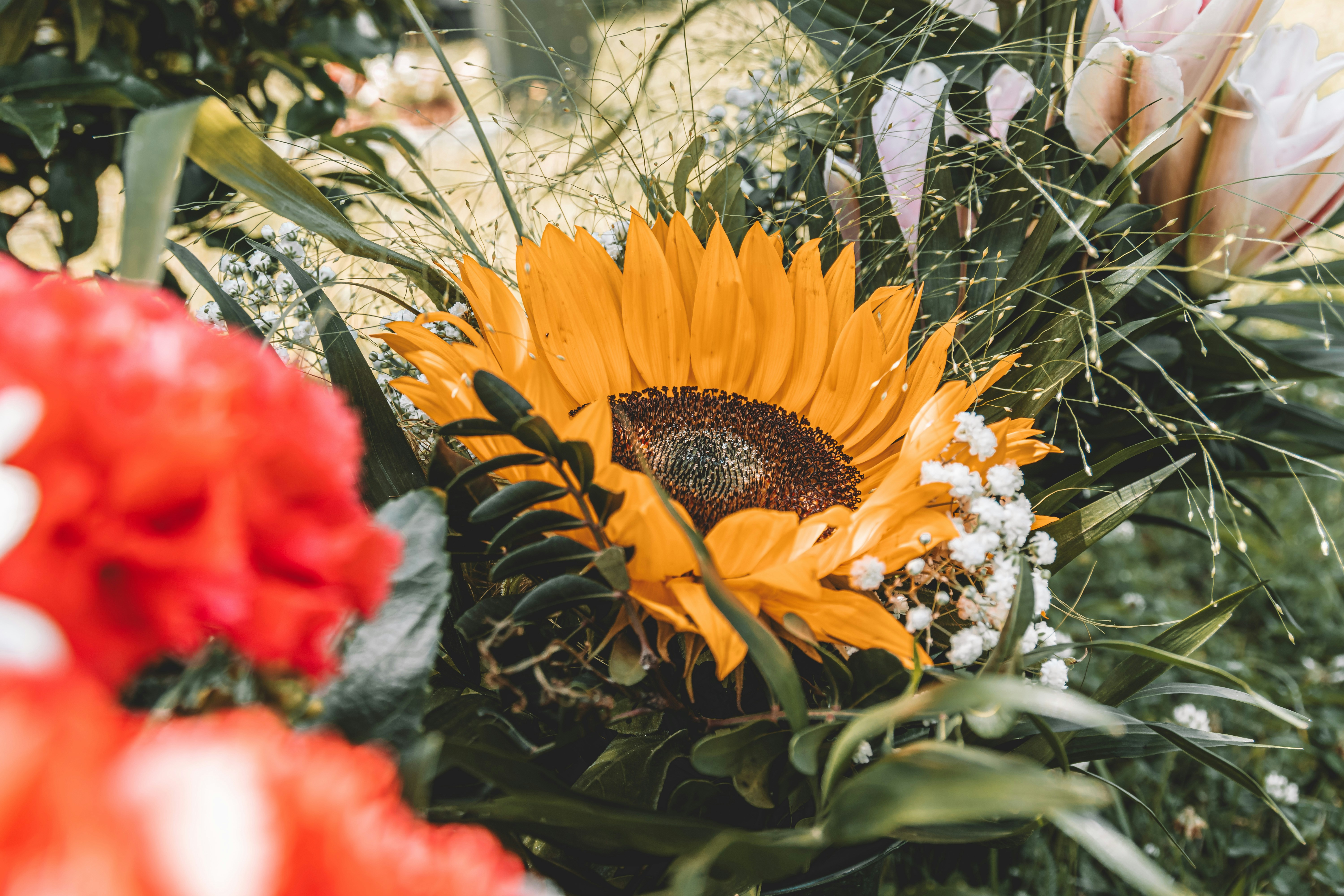 Sunflower Centerstage: A Golden Bloom Surrounded by Velvet Florals