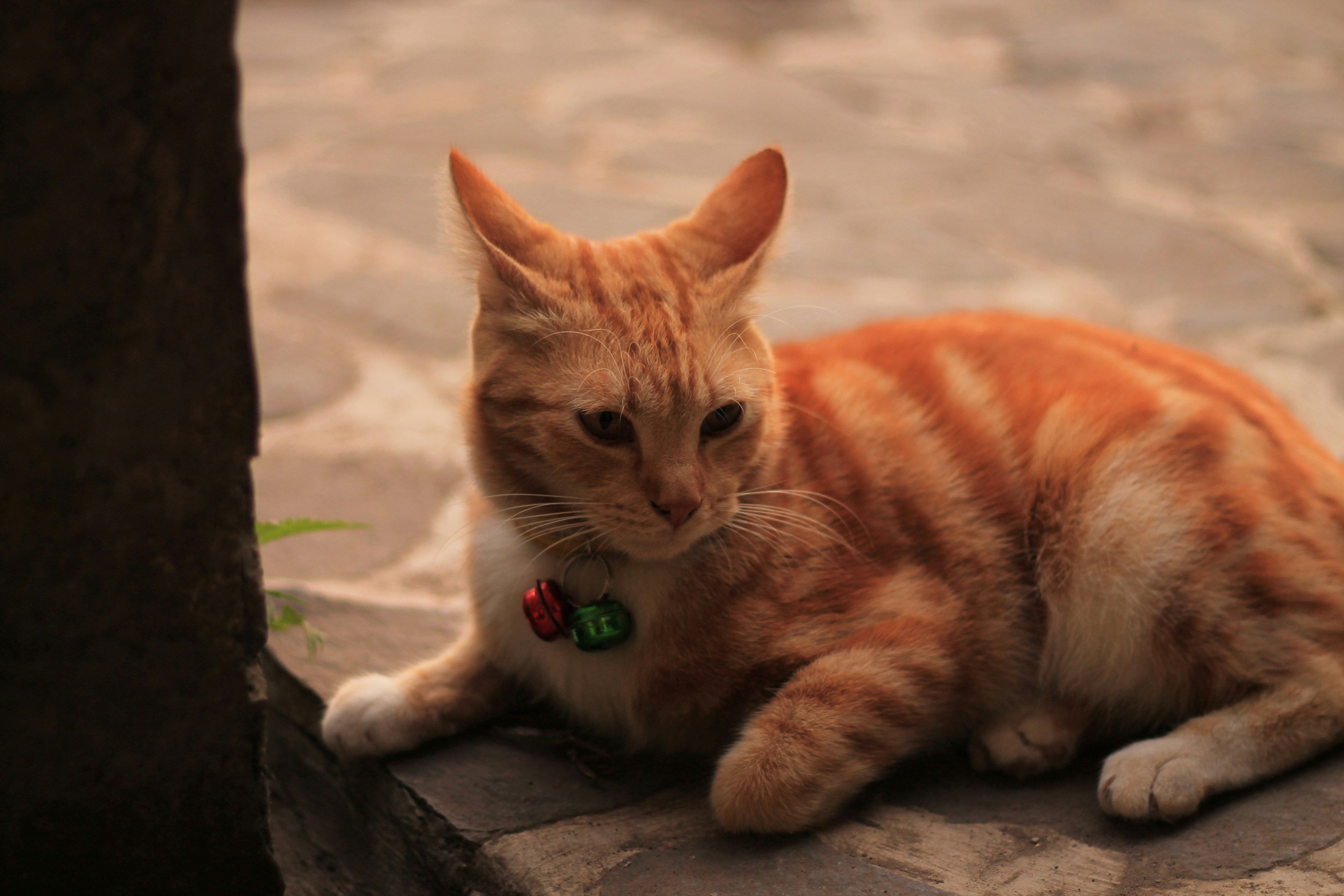 Amber Tabby on Sun-Warmed Stone Steps