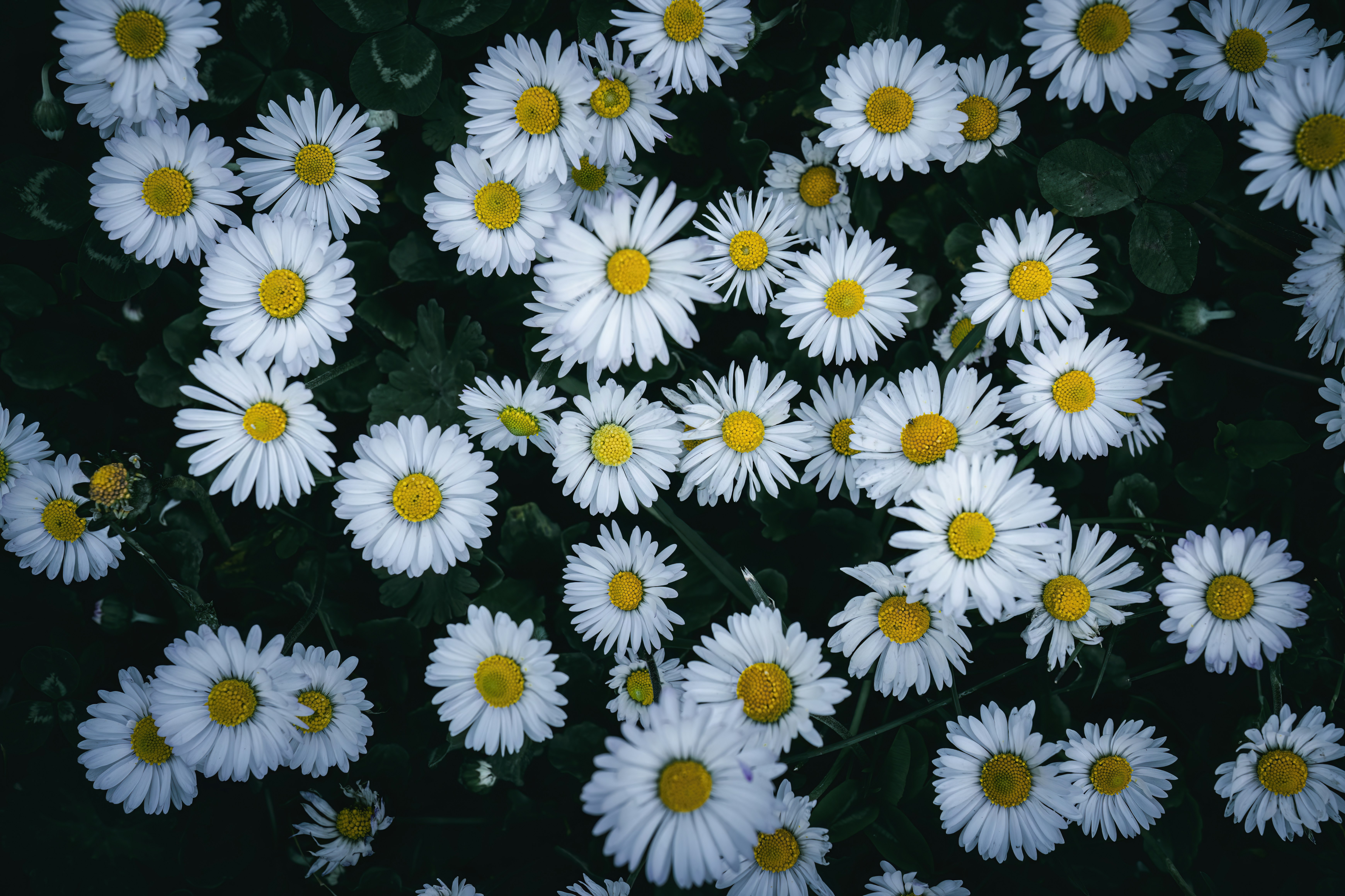 Whispers of White: A Dense Patch of Oxeye Daisies