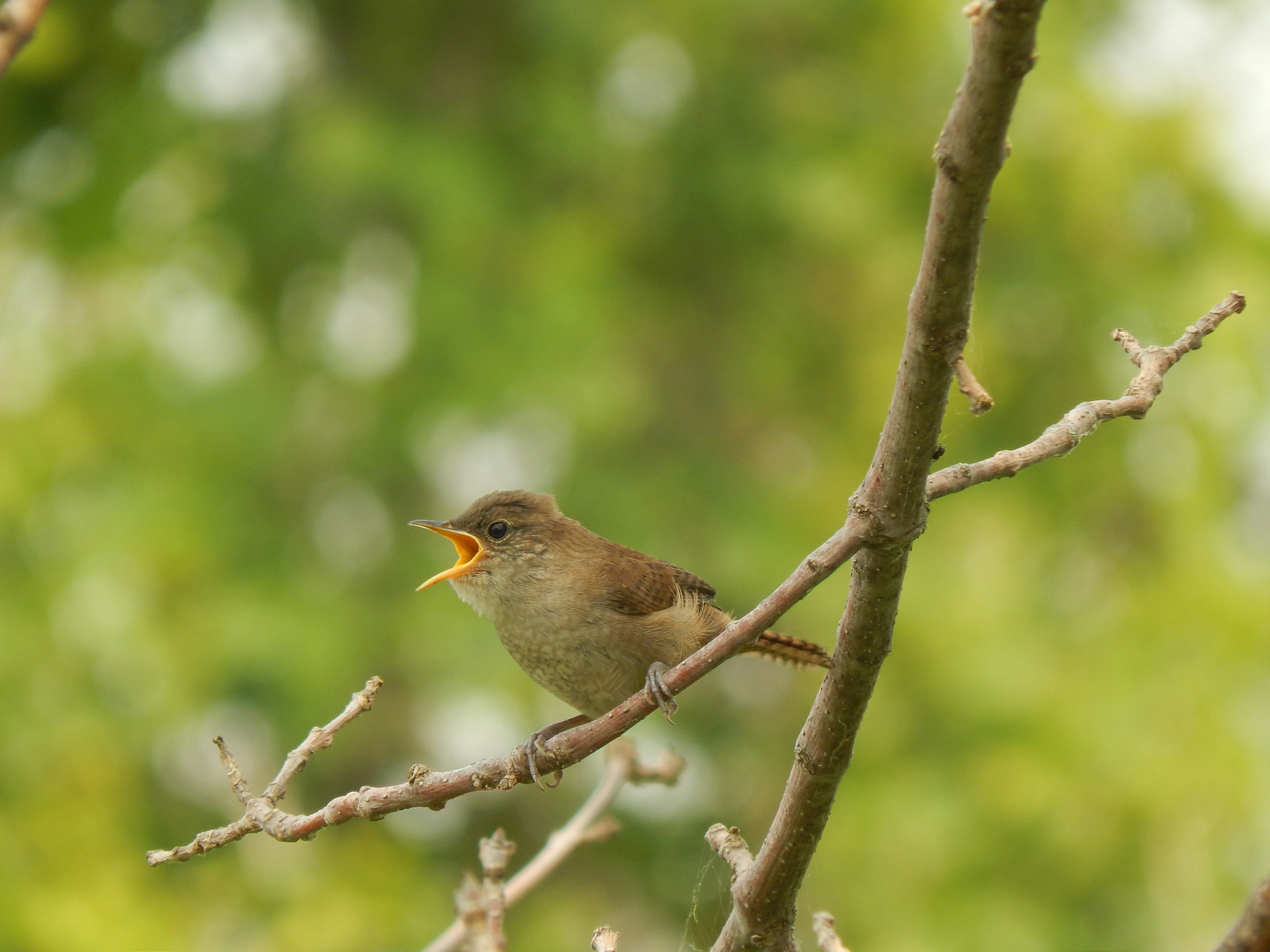 A wren perched on a branch, singing with its beak wide open against a blurred green backdrop.