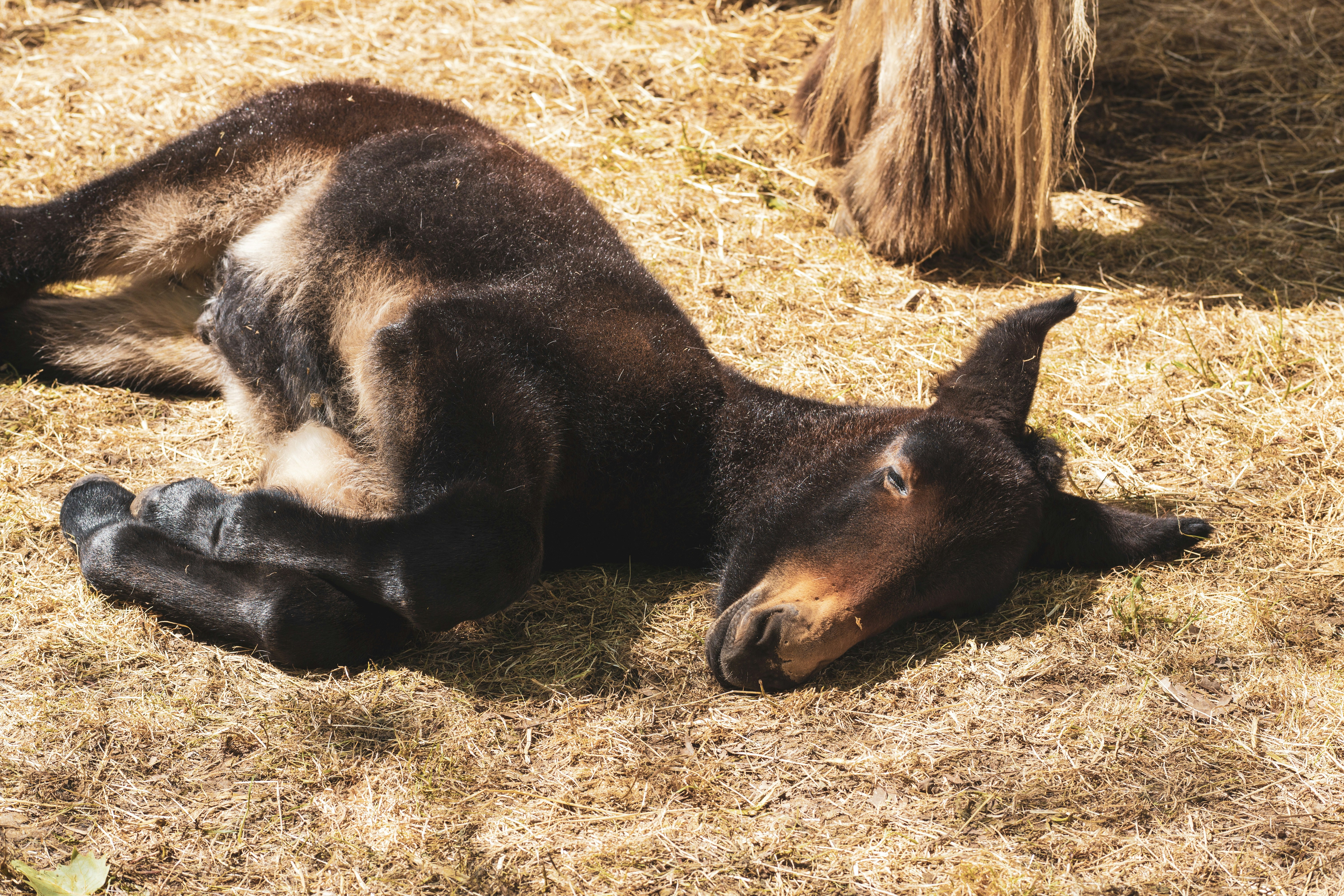 Slumbering Night Guardian: A Brown Horse Dreams on Sunlit Ground