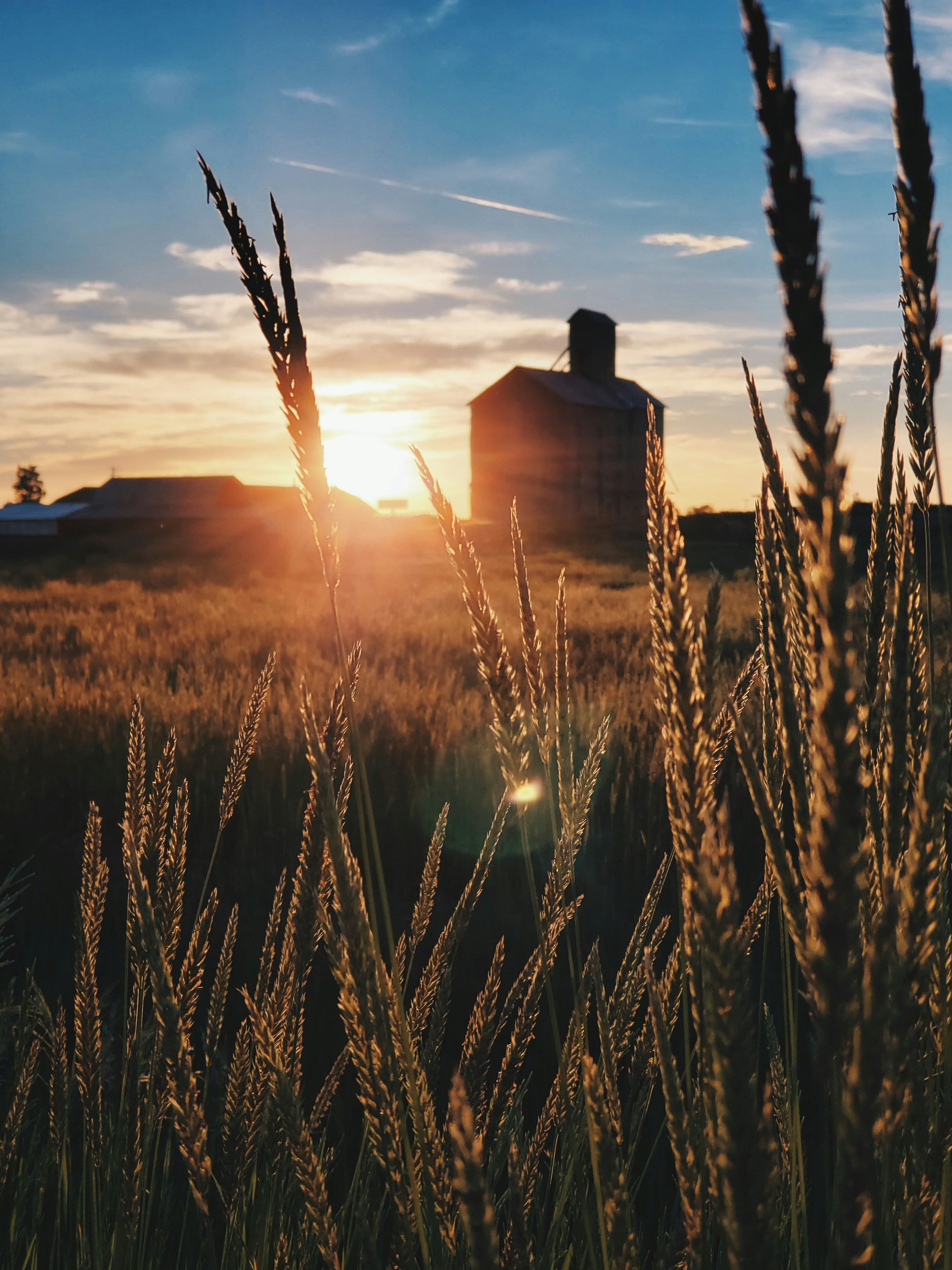 A field of grass with the sun setting in the background photo – Free ...