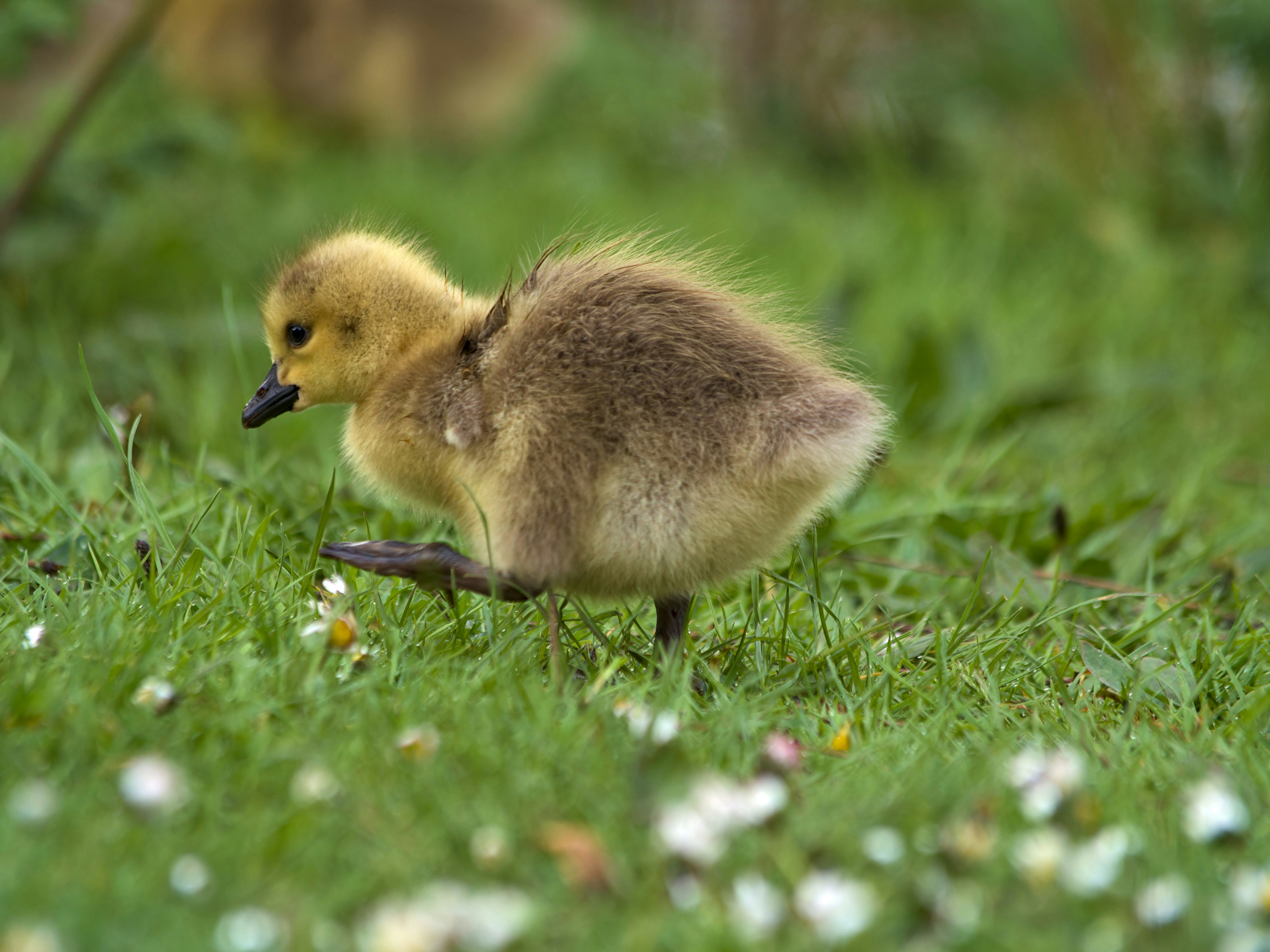 A small duckling is walking through the grass photo – Free Gosling ...