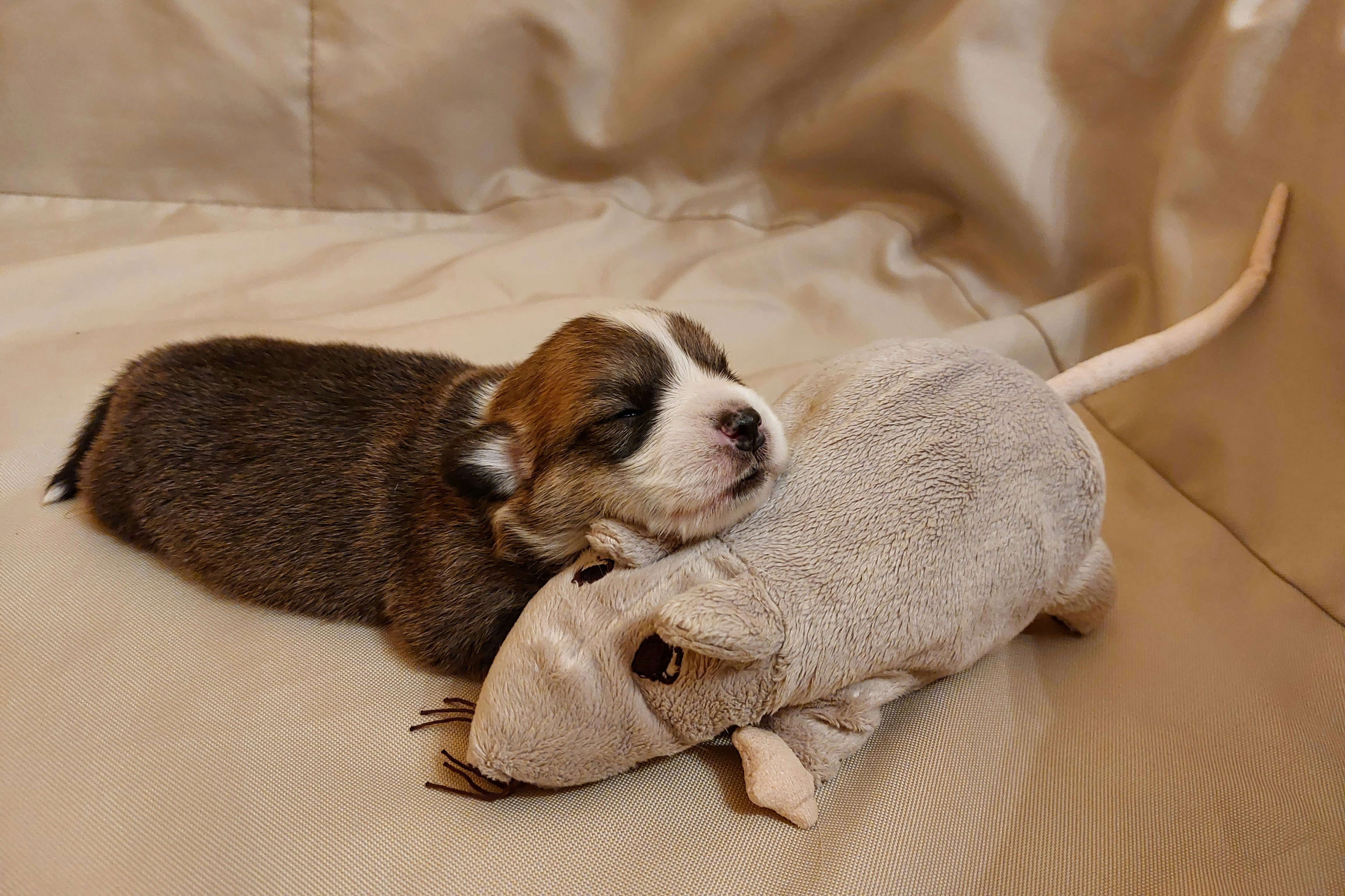 Line Breeding in Dogs: A Close-Up Look - Breeders Companion