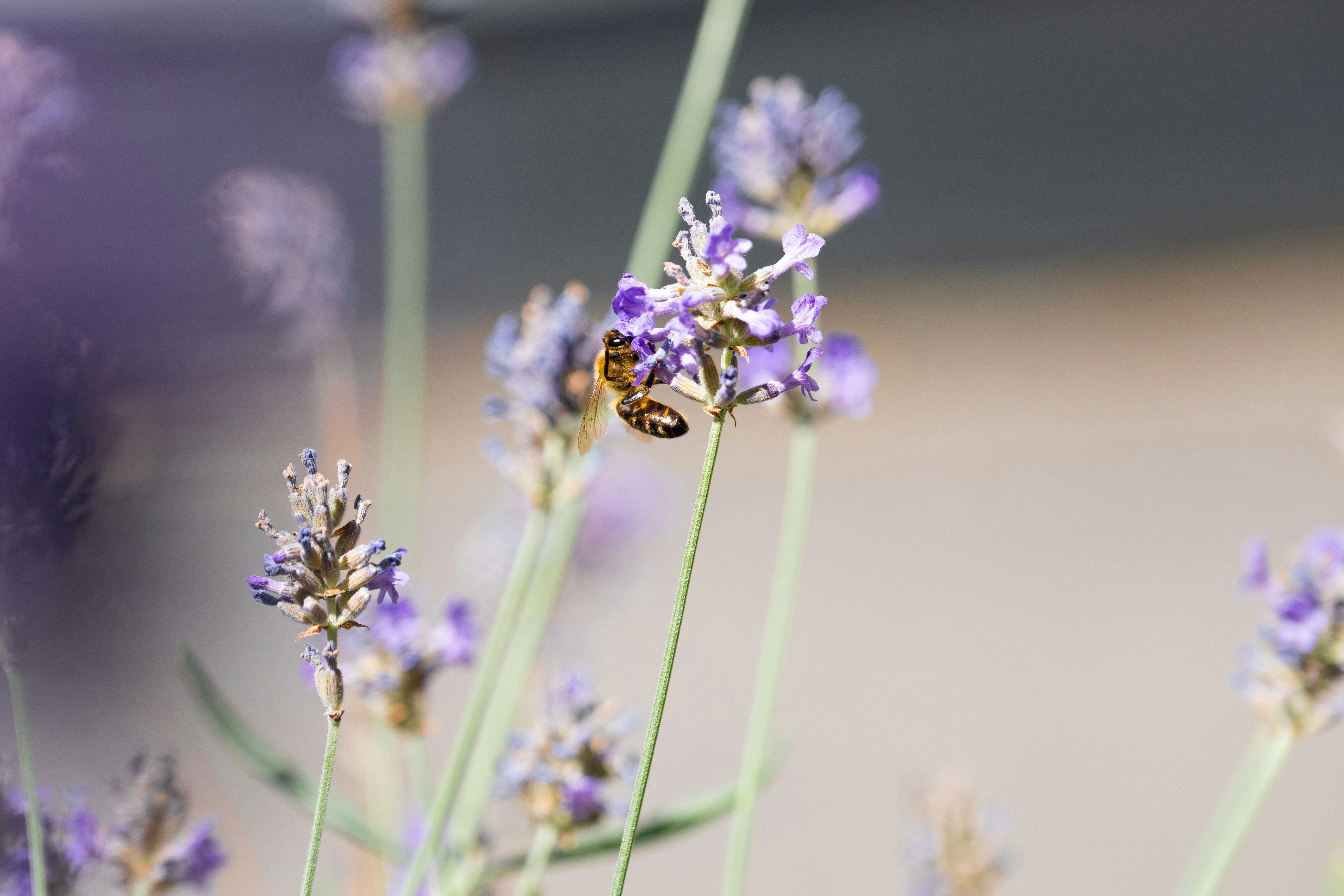 Bees at Lavender Edge: a Quiet Moment of Pollinator Work