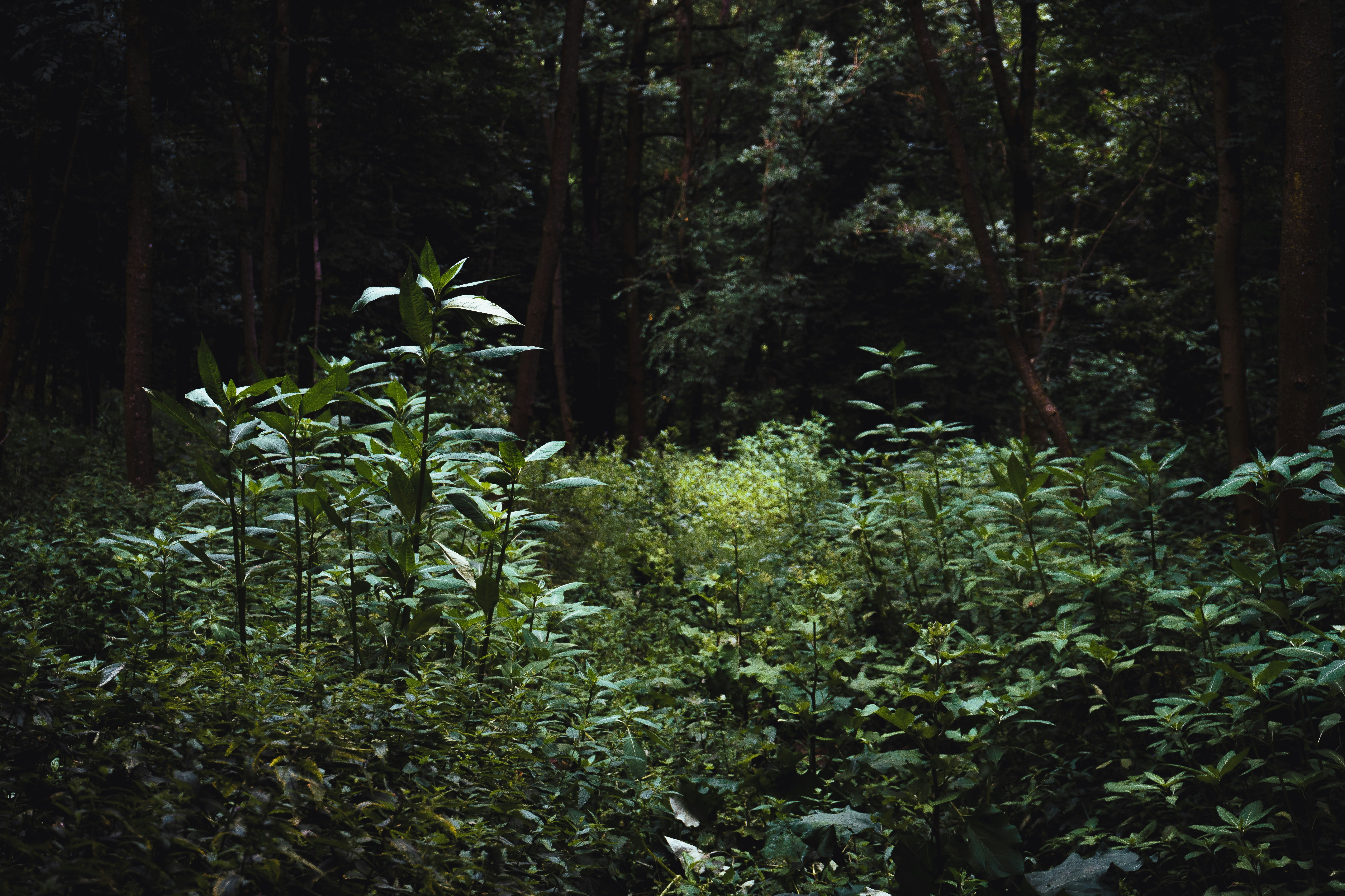 Photo by Denis Bayer with Sony Alpha 7 IV