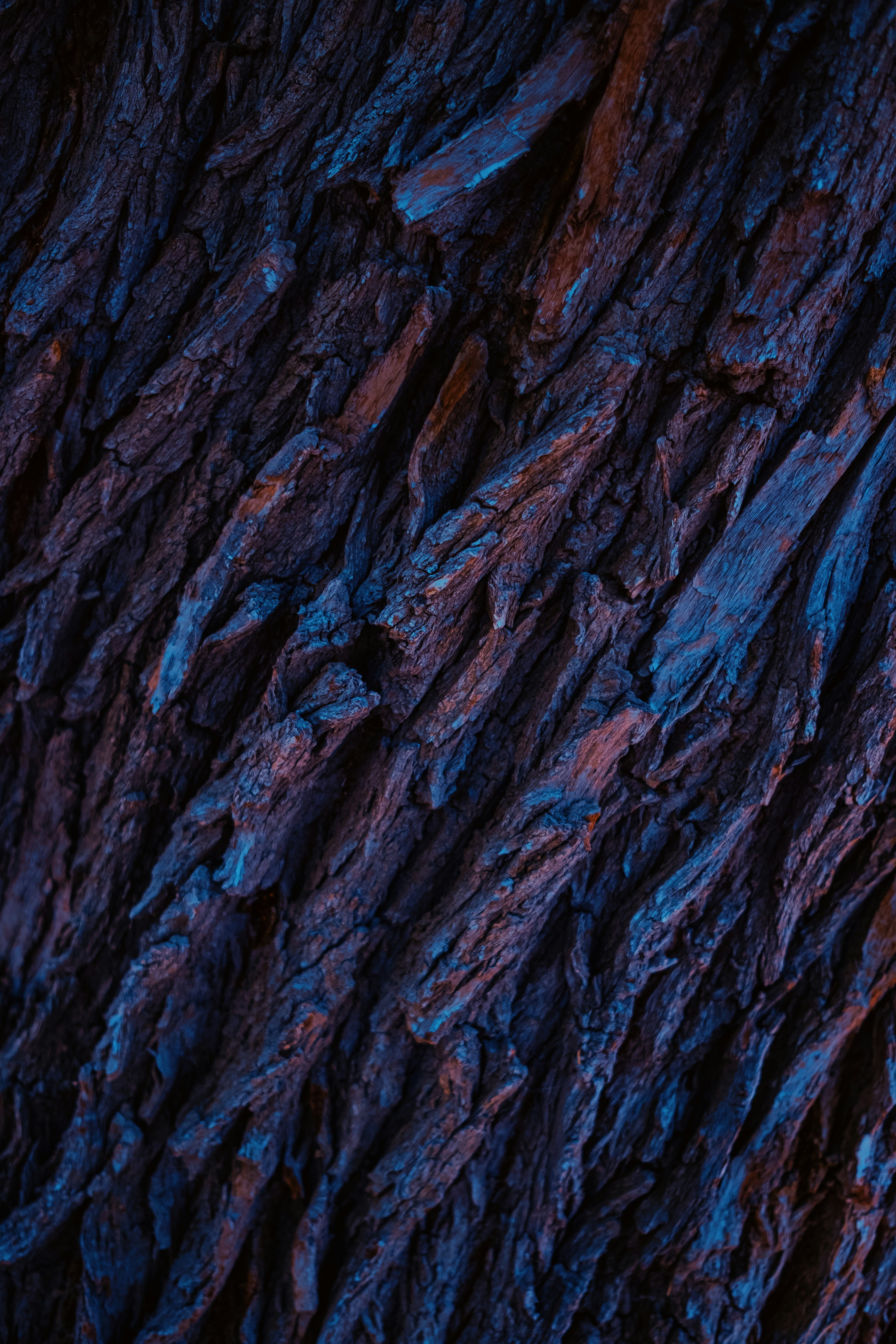 a close up of a tree bark with blue and red colorsomid armin